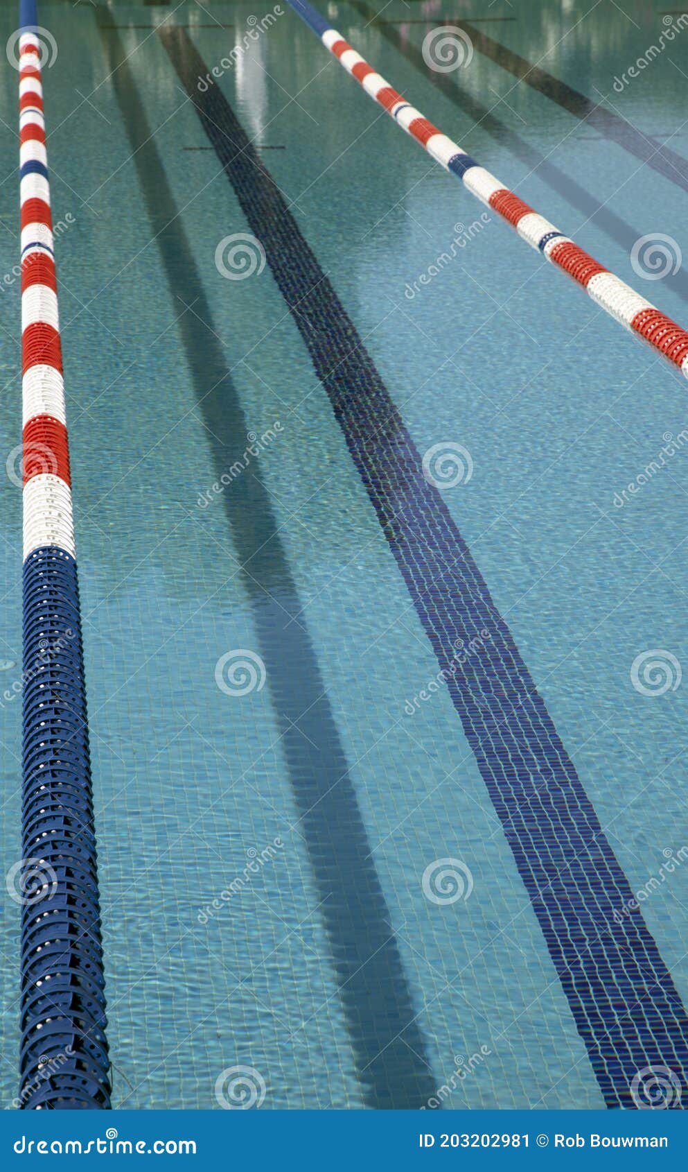 Lines in the pool stock image. Image of arena, training - 203202981