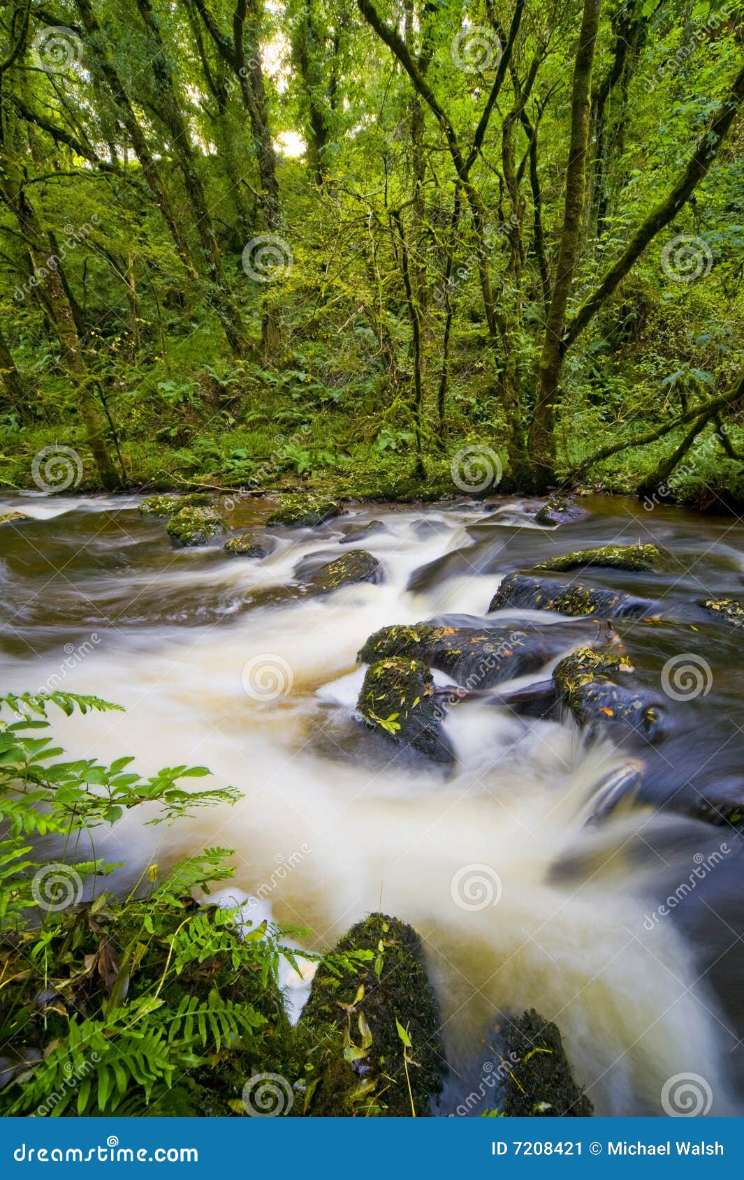 Laney River stock image. Image of woods, landscape, foliage - 7208421