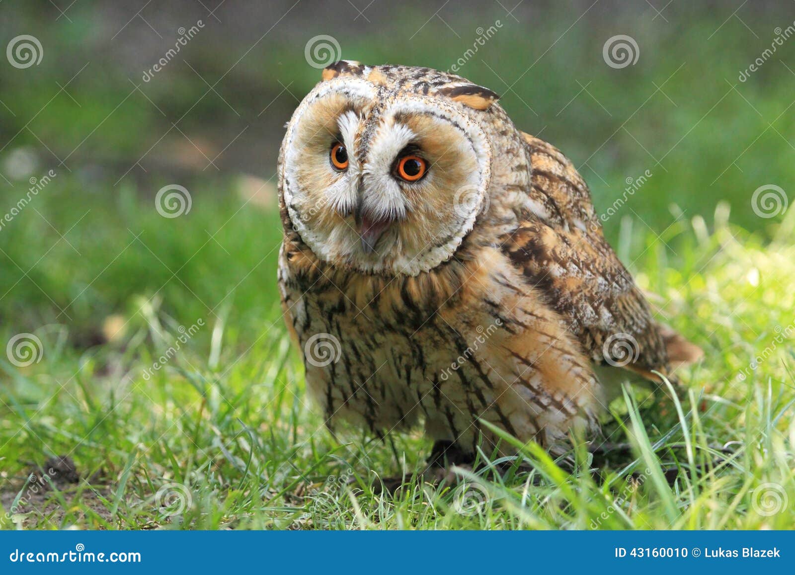 Lang-eared Uil stock foto. Image of volwassen, dier, prooi - 43160010