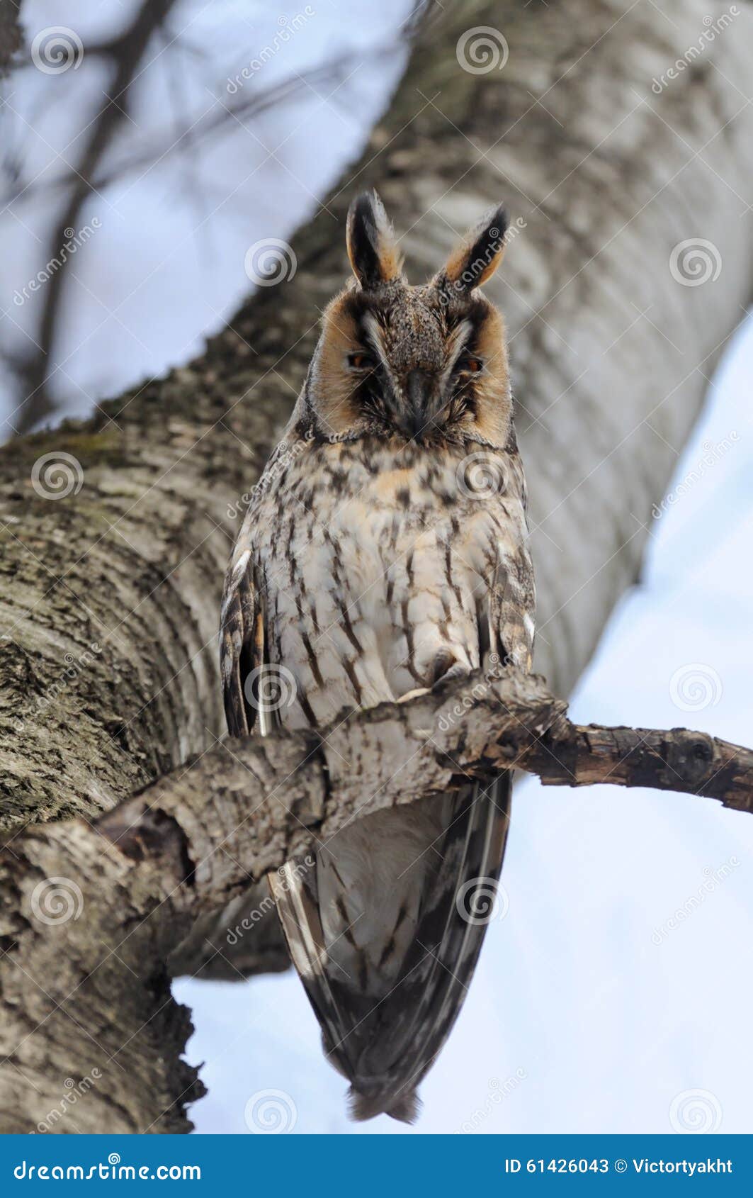 Lang-eared Uil Bij Berk-boom in De Lente Stock Afbeelding - Image of ...