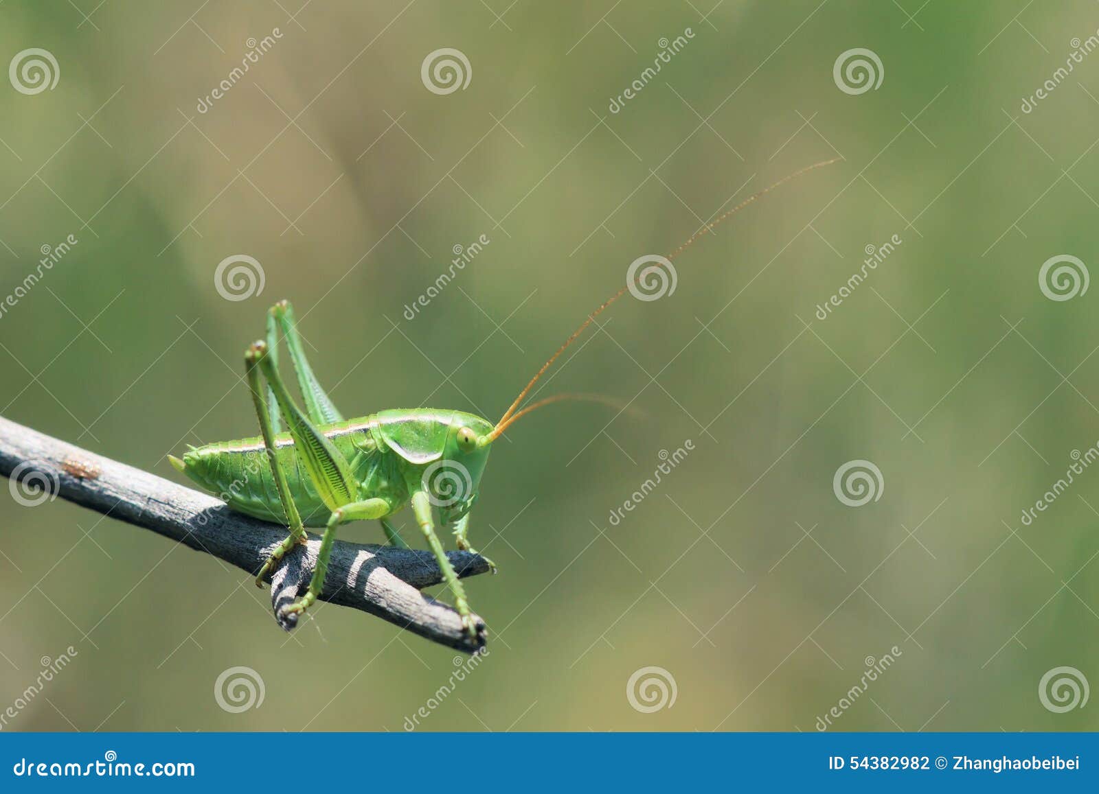 Lang-gehoornde sprinkhaan stock foto. Image of dier, macro - 54382982
