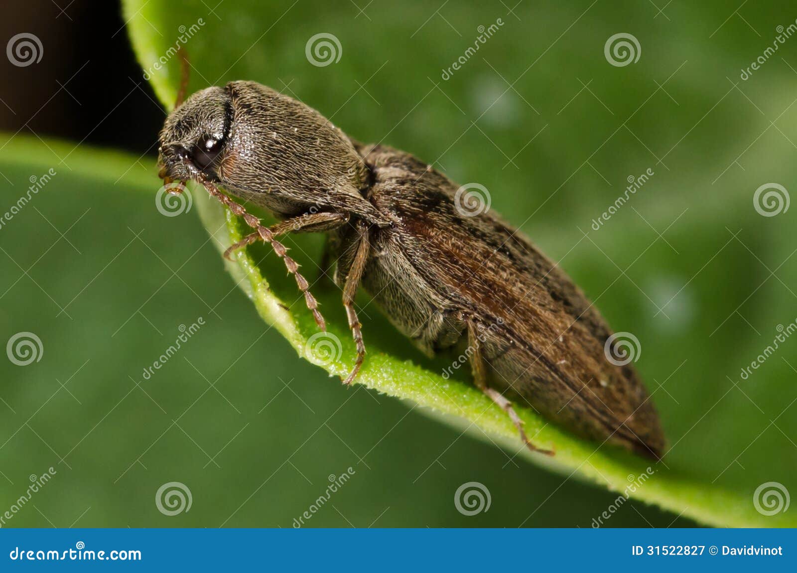 Lang insect stock afbeelding. Image of harig, macro, groen - 31522827