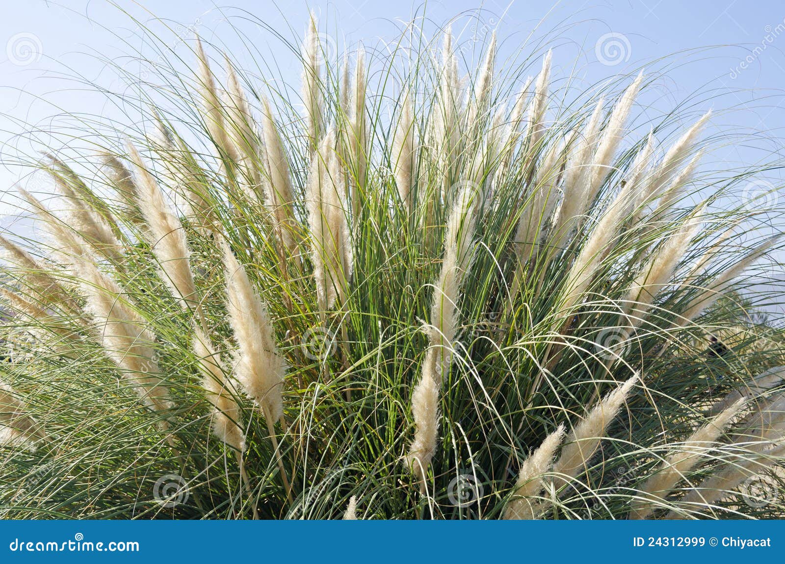 Lang SierGras Tegen De Blauwe Hemel Stock Afbeelding - Image of lang ...