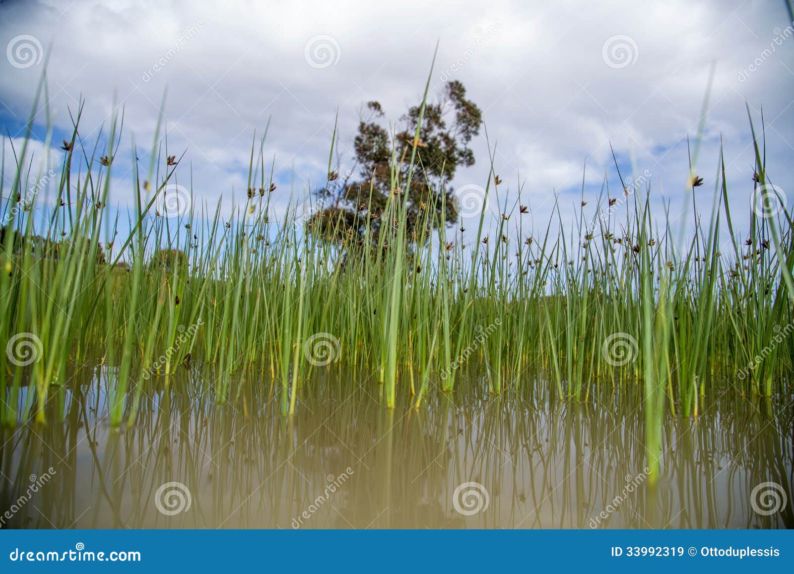 Lang Vreedzaam Riet in Het Water Stock Afbeelding - Image of kleur ...