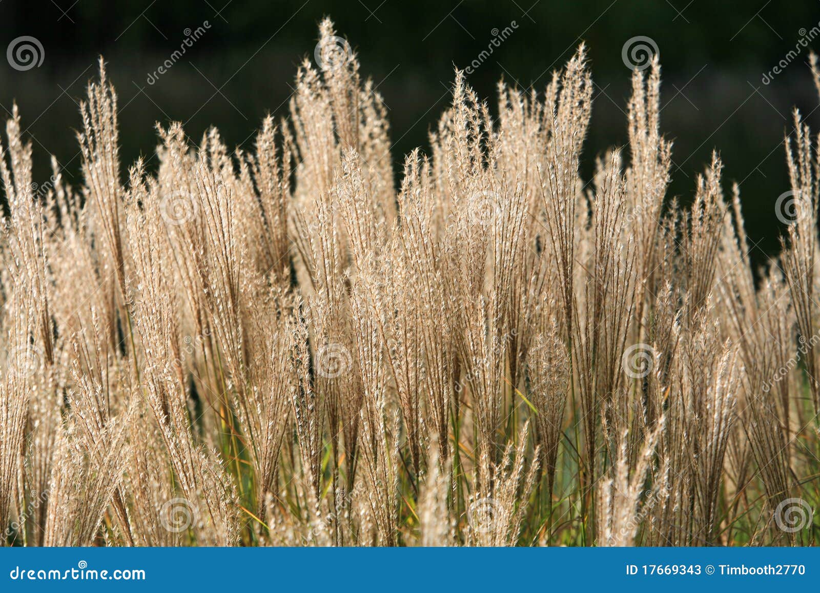 Lang wit gras stock afbeelding. Image of droog, openlucht - 17669343