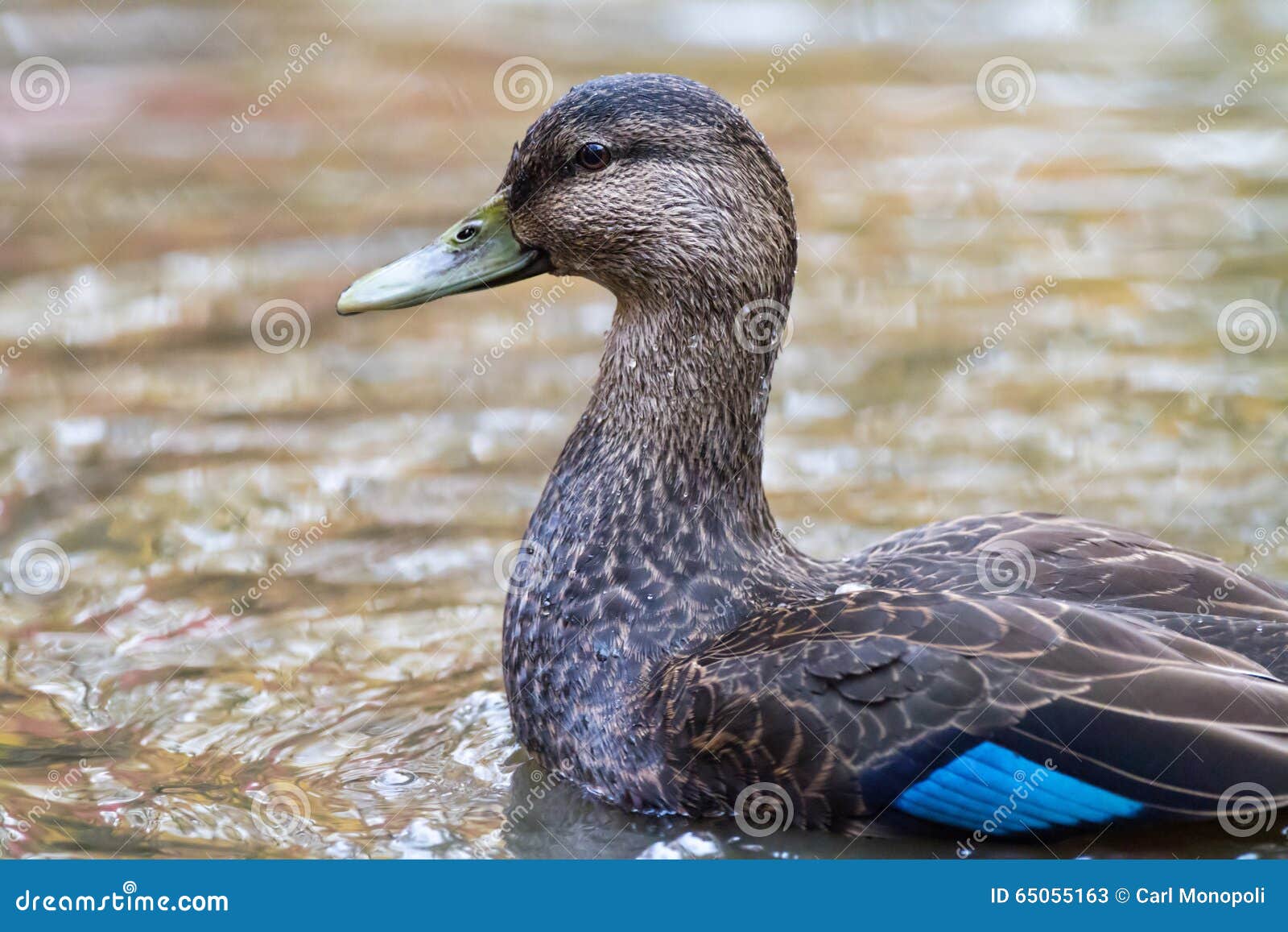 Lange Amerikaanse Zwarte Eend Stock Afbeelding - Image of verlengd ...