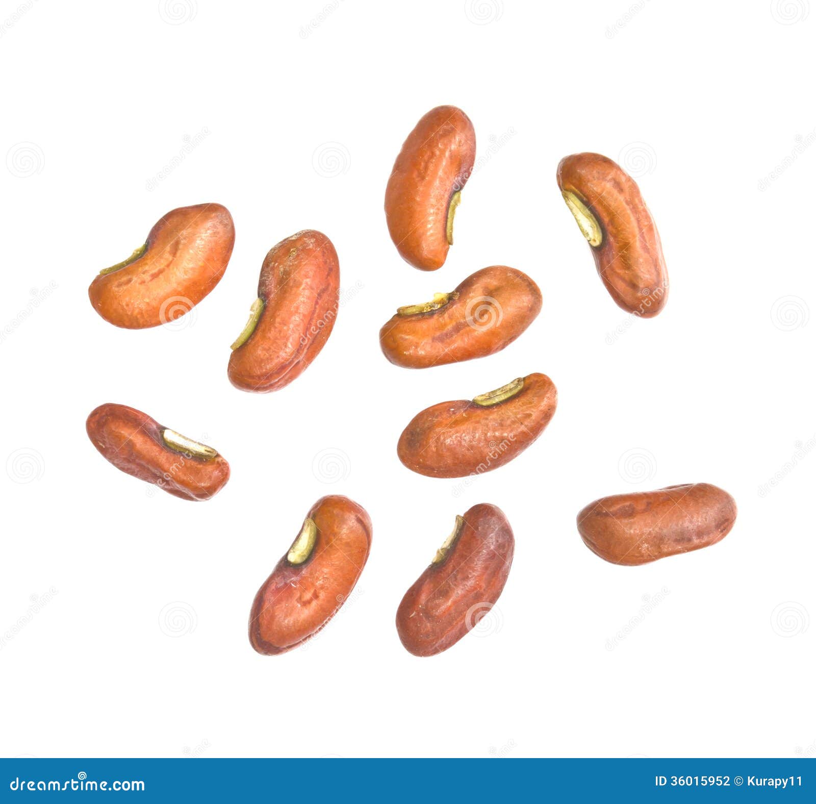 Lange Bohnensamen des Yard stockfoto. Bild von vegetarier - 36015952