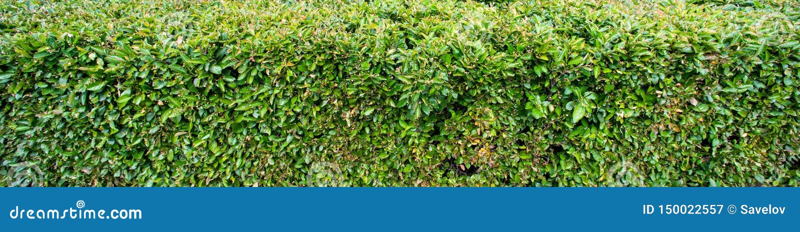 Lange Oppervlakte Van Groene Haag Stock Afbeelding - Image of ...