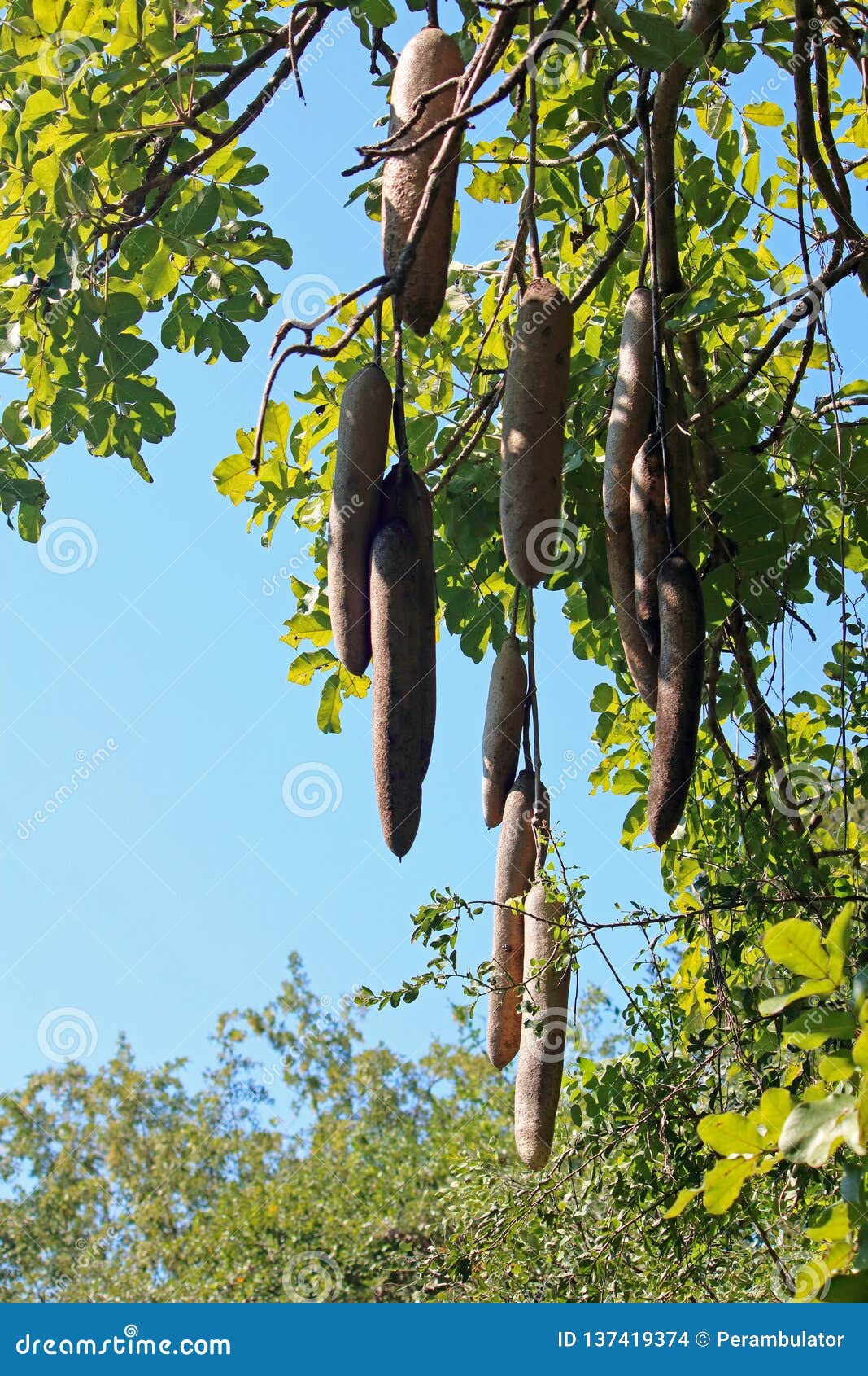 LANGE WURST WIE FRUCHT AUF EINEM WURST-BAUM Stockfoto - Bild von zweige ...