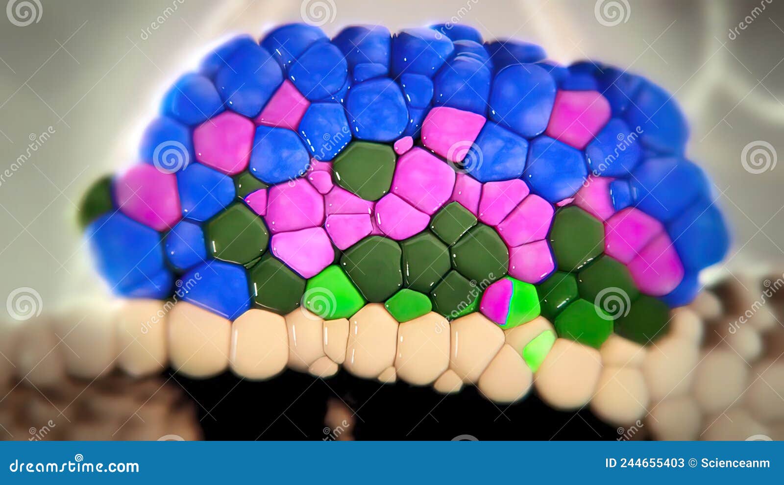 Langerhans Cell Origin and Regulation Stock Illustration - Illustration ...