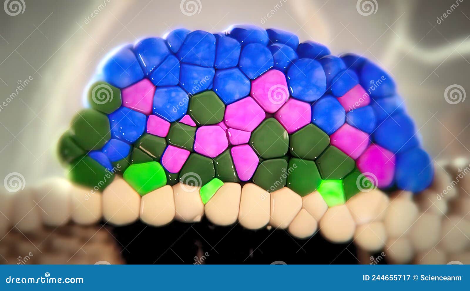 Langerhans Cell Origin and Regulation Stock Illustration - Illustration ...
