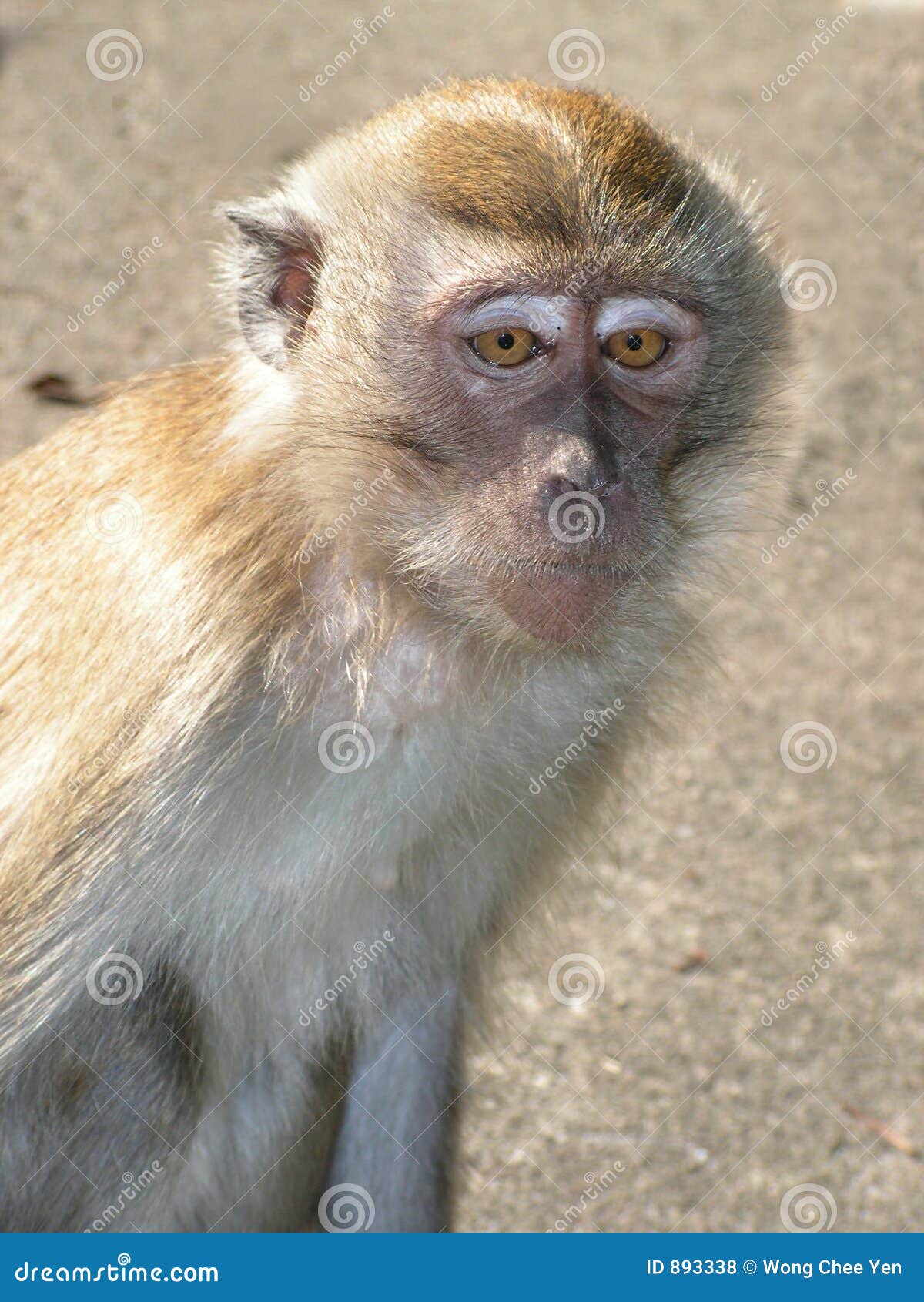 Langes Heck Macaque Stare stockfoto. Bild von bart, fallhammer - 893338