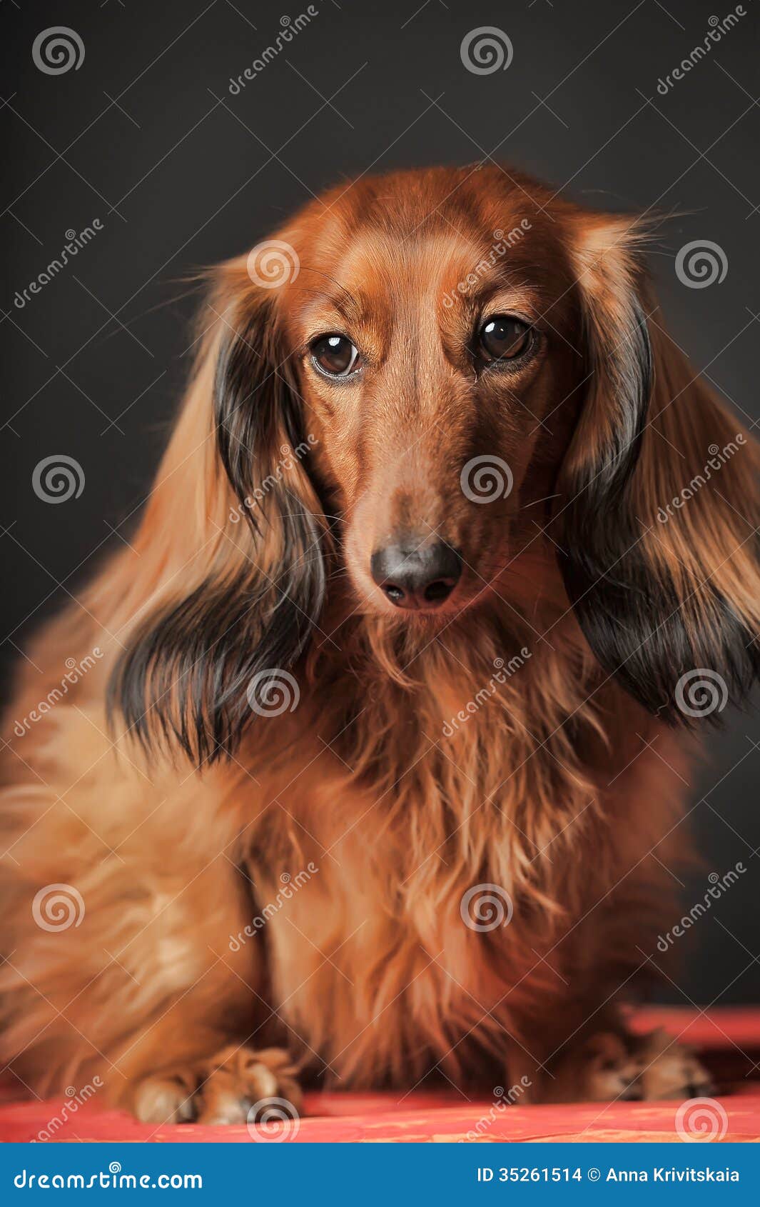 Langhaardackel stockfoto. Bild von ausdruck, dackel, rein - 35261514