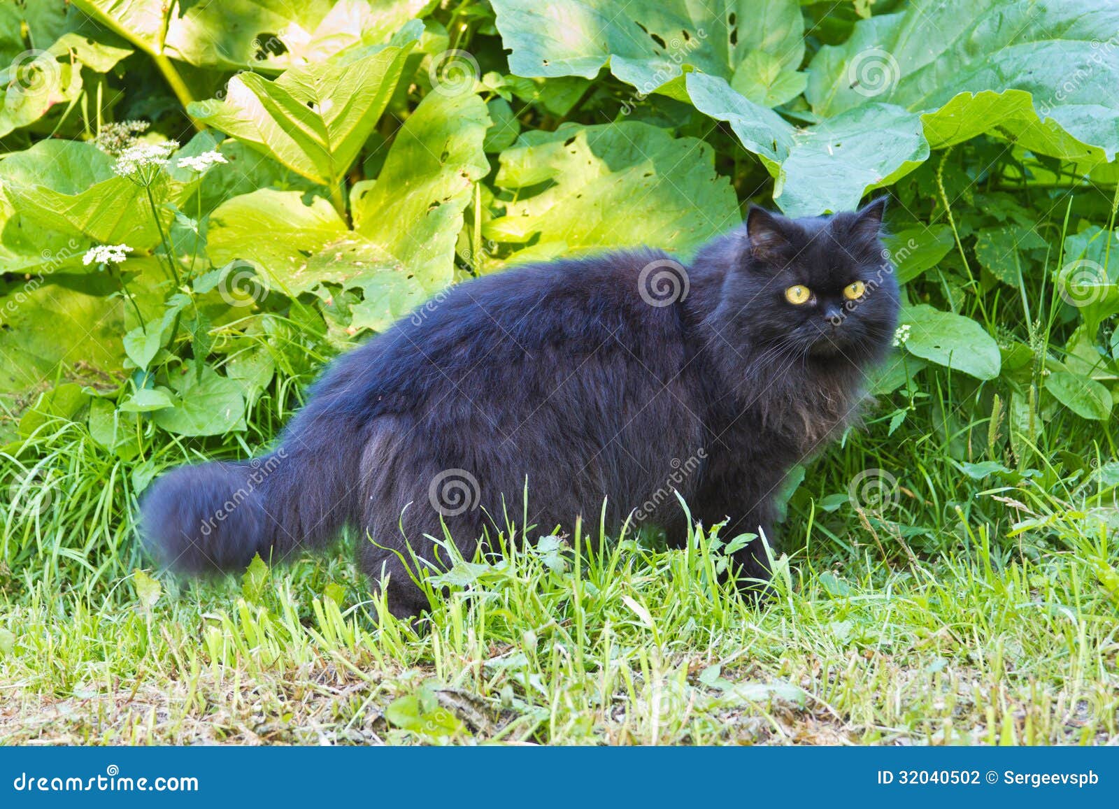 Langharige zwarte kat stock foto. Image of hoofd, bakkebaard - 32040502