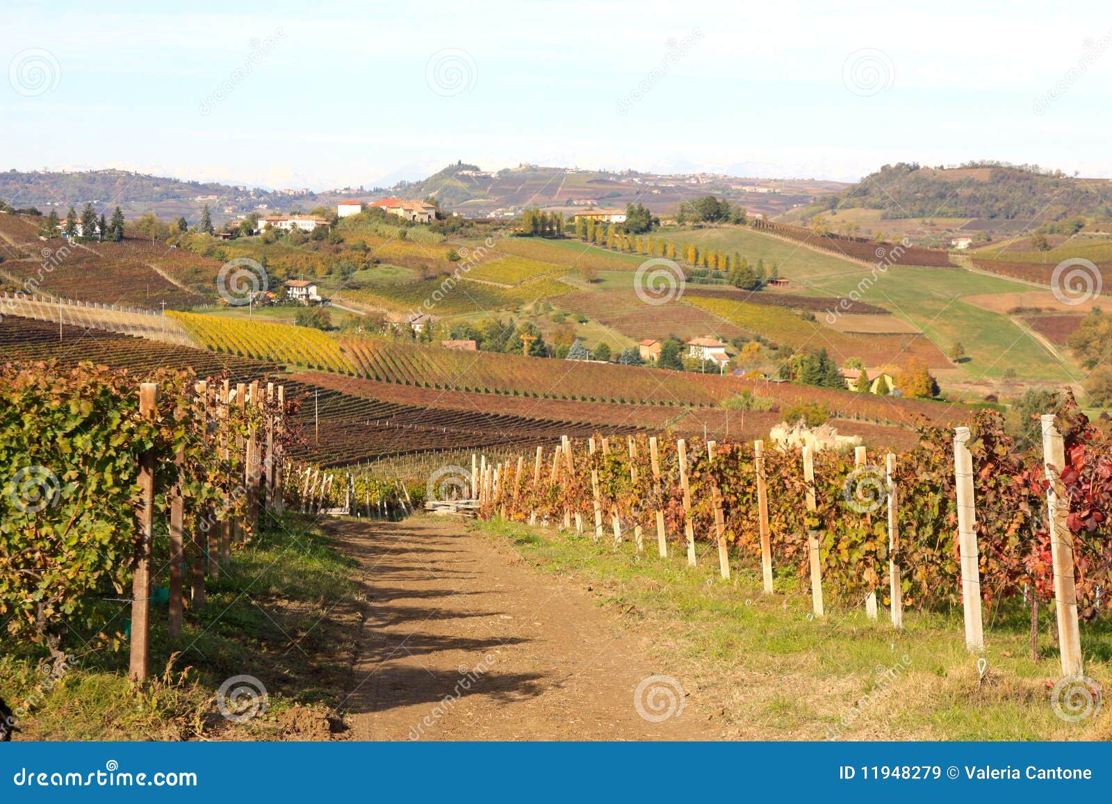 Langhe Landschaft, Italien stockbild. Bild von frech - 11948279