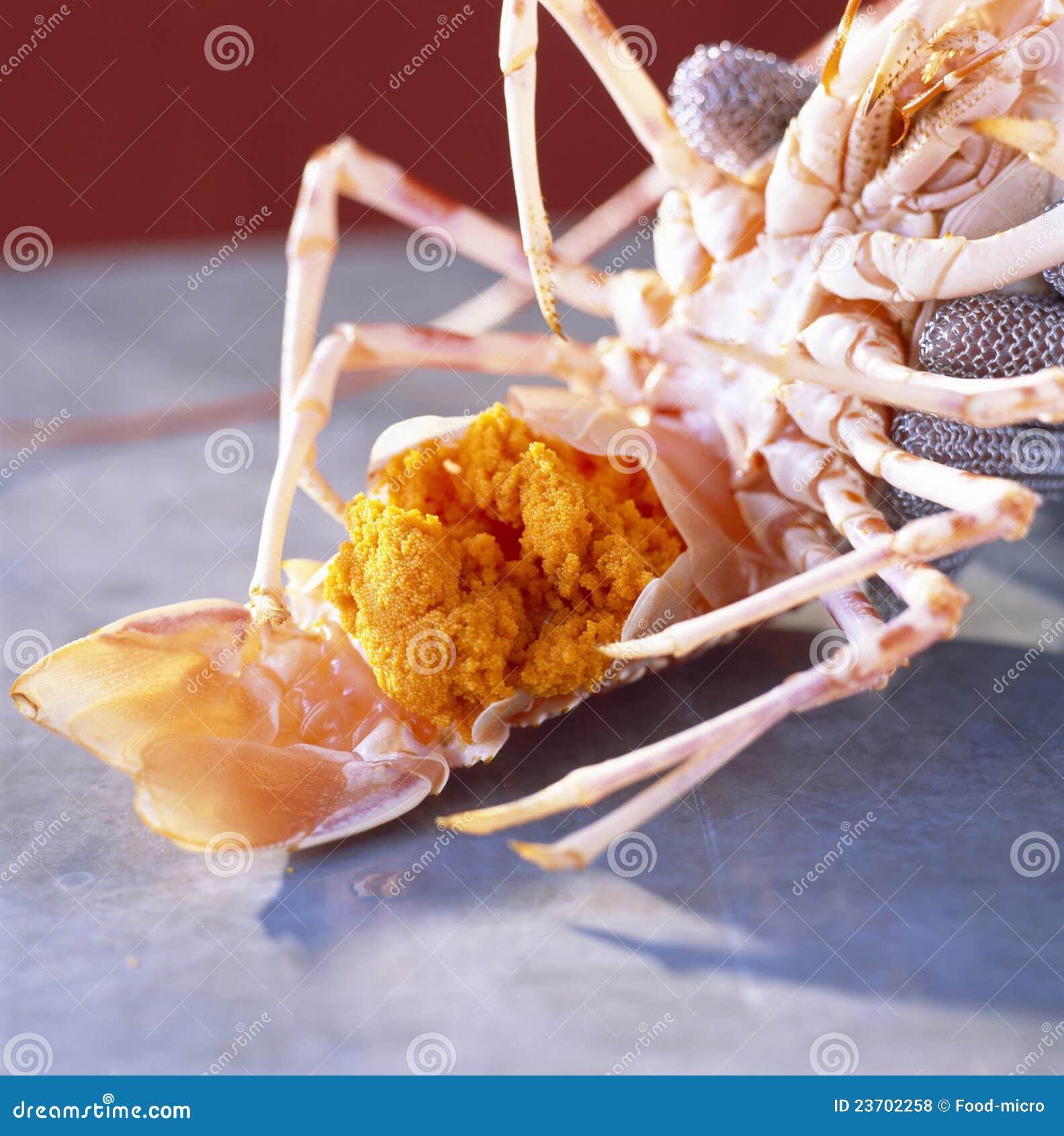 Langoest met kuiten stock foto. Image of ingrediënt, schaaldieren ...