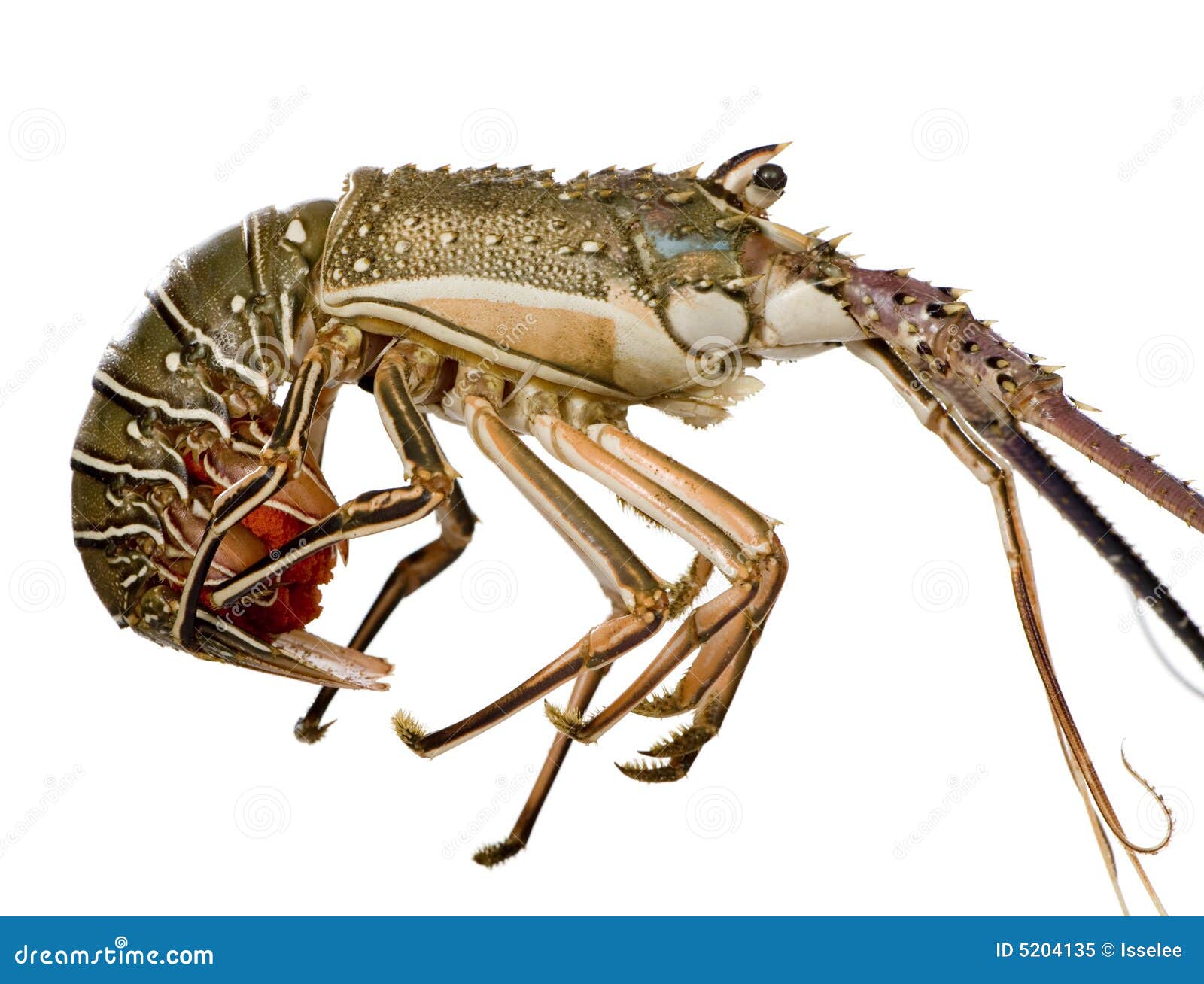 Langoest - Palinuridae stock afbeelding. Image of schepsel - 5204135