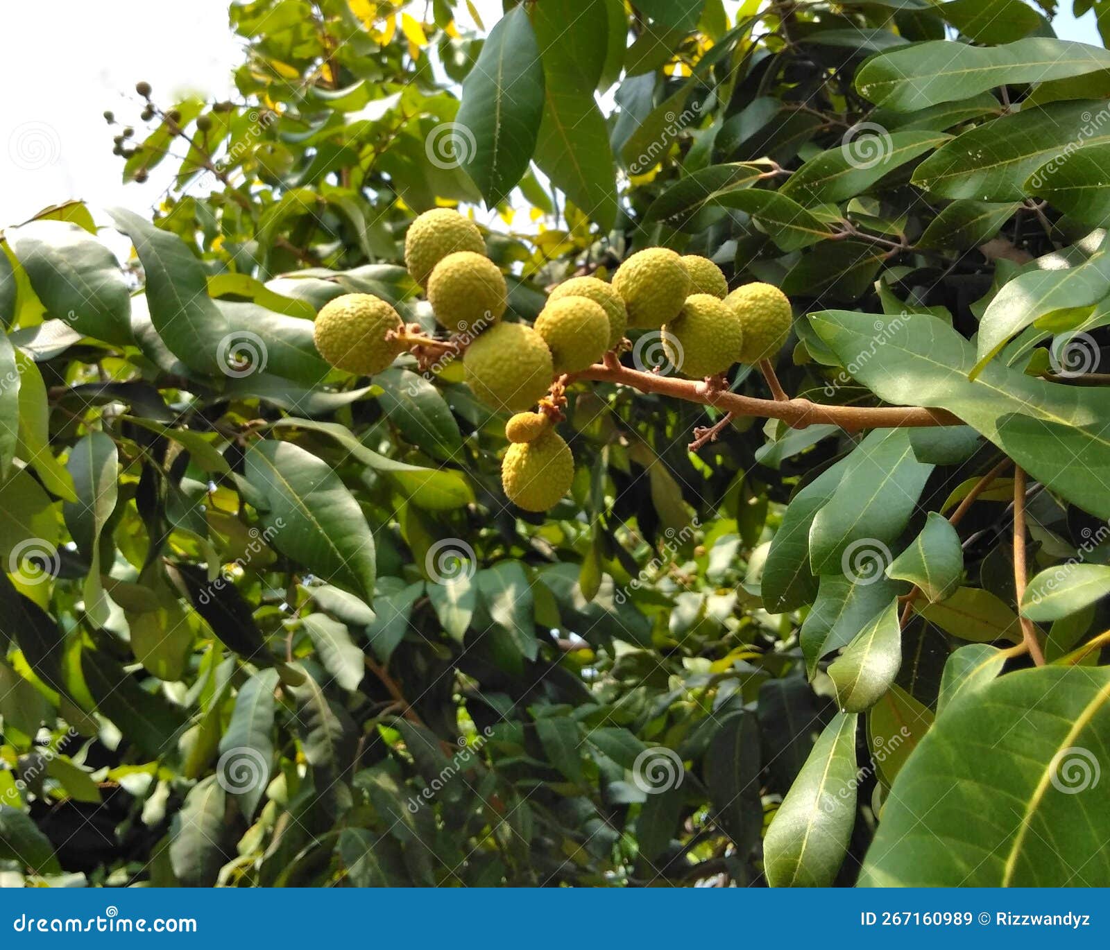 Langon fruits on the tree stock image. Image of tree - 267160989