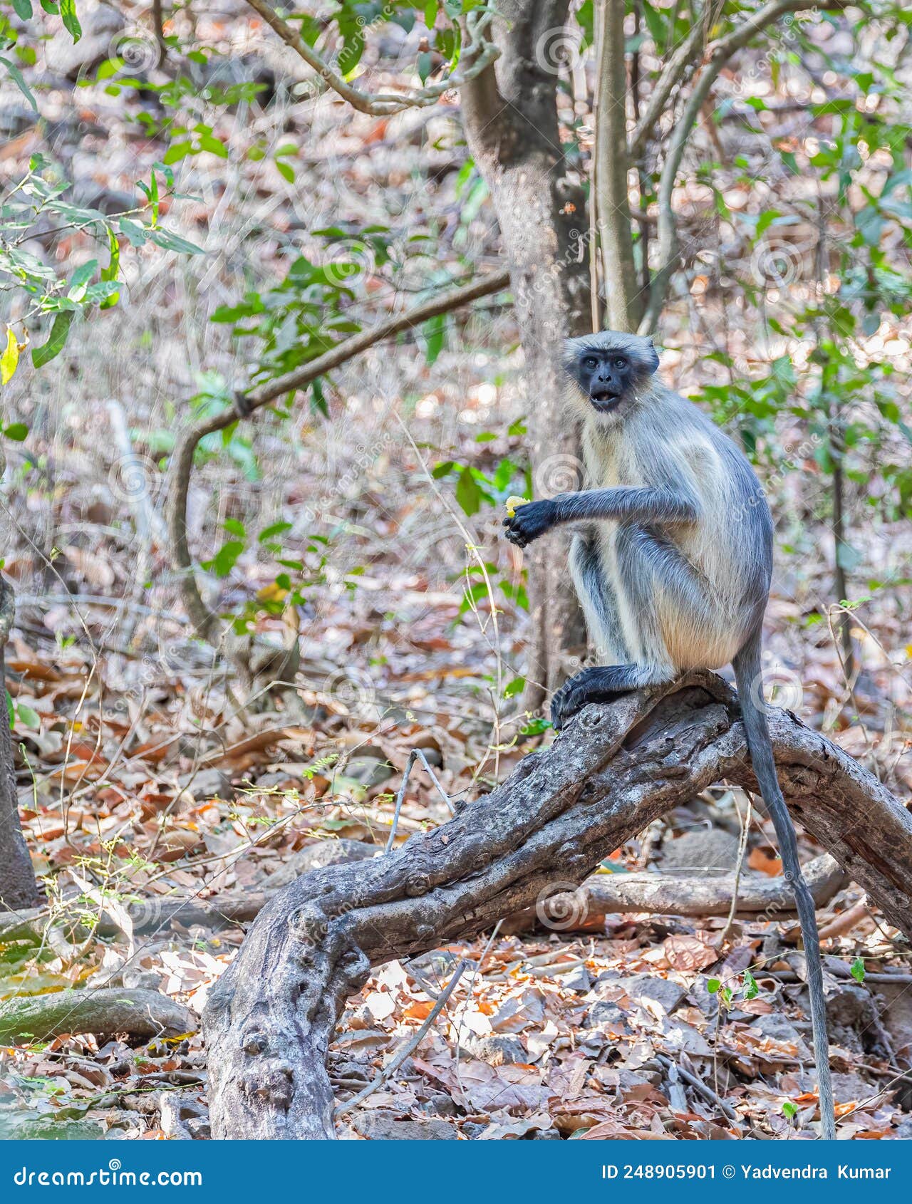 Langoor in Eye Contact with Camera Stock Image - Image of black ...