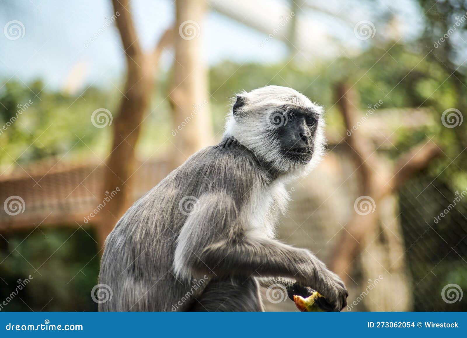 Langoor or Langur Monkey Eating Fruit in a Zoo Enclosure Stock Photo ...