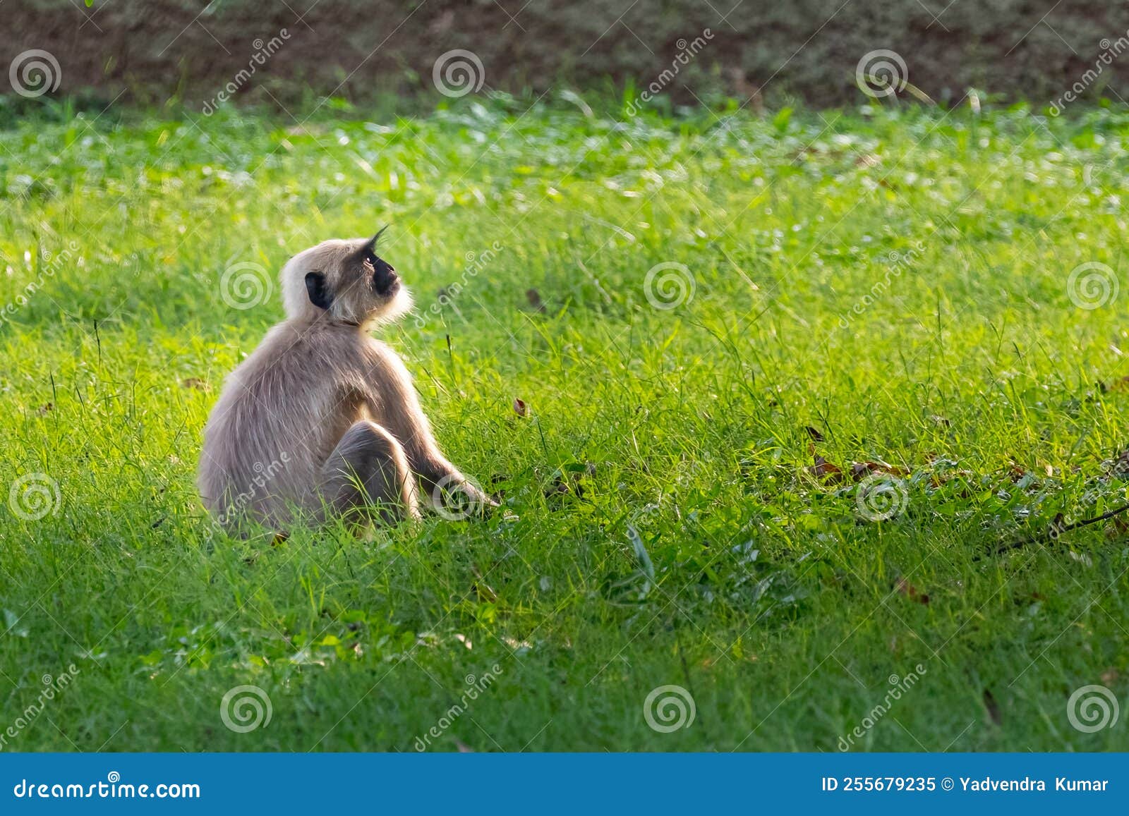 Langoor Looking Up To the Tree for Jumping Stock Image - Image of ...