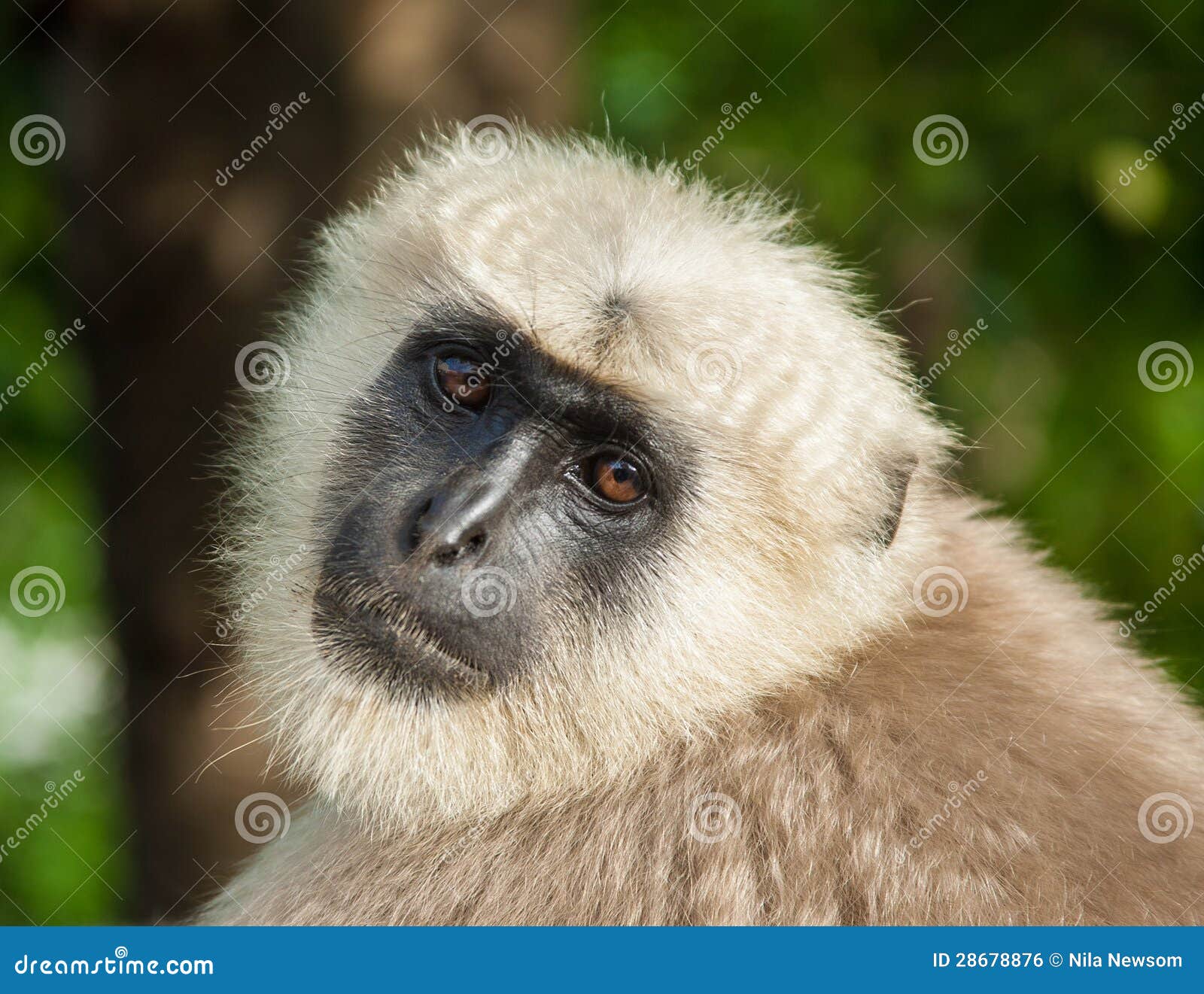 Langoor-monkey stock photo. Image of tropical, mammal - 28678876