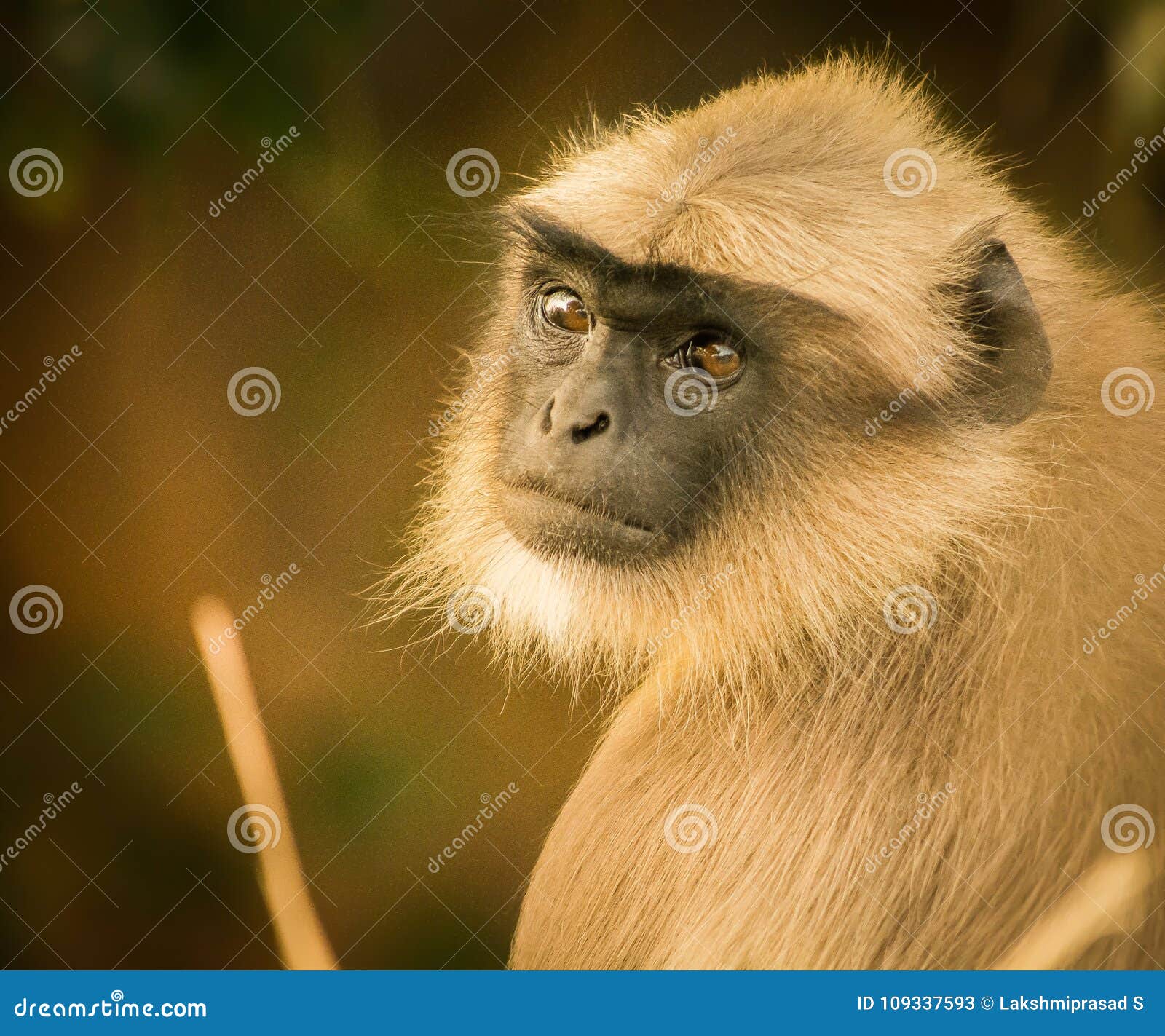 Langoor monkey stock image. Image of wild, monkey, lagoor - 109337593