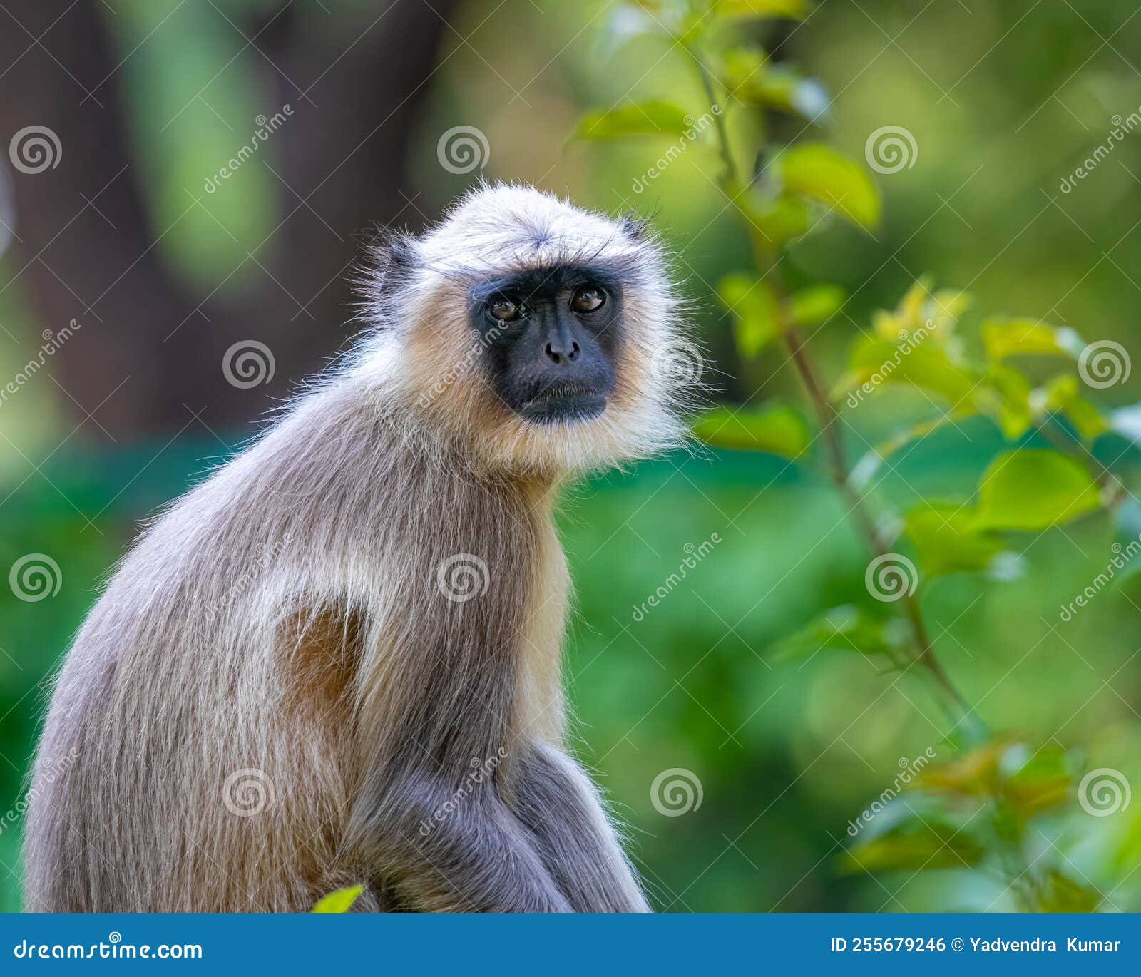 Langoor Posing for a Portrait Stock Photo - Image of wildlife, india ...
