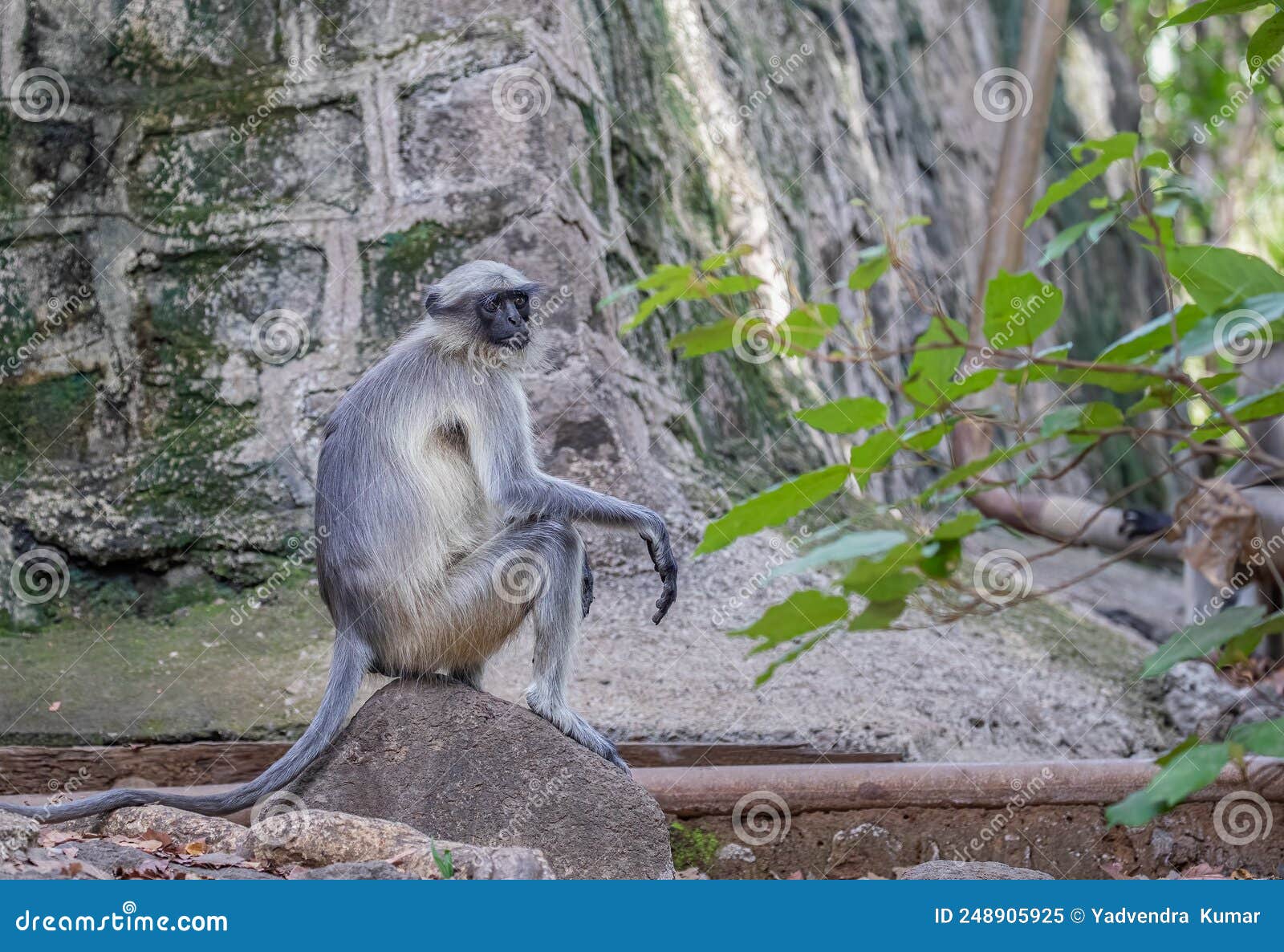 Langoor resting on a stone stock image. Image of grey - 248905925