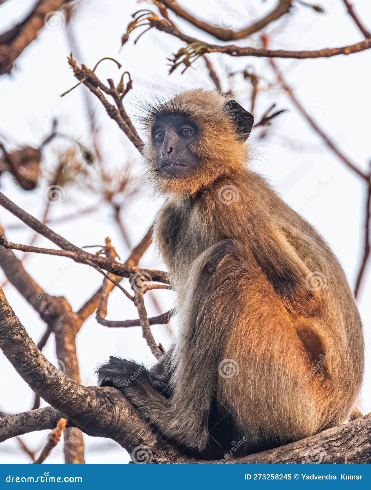 A Langoor resting stock image. Image of small, macaque - 273258245