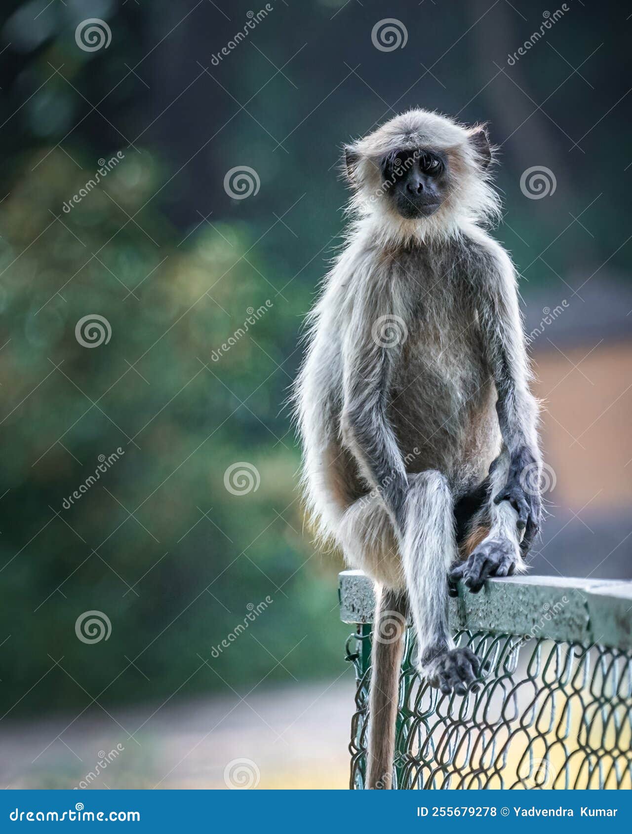 Langoor Sitting on a Fence and Posing for a Portrait Stock Photo ...