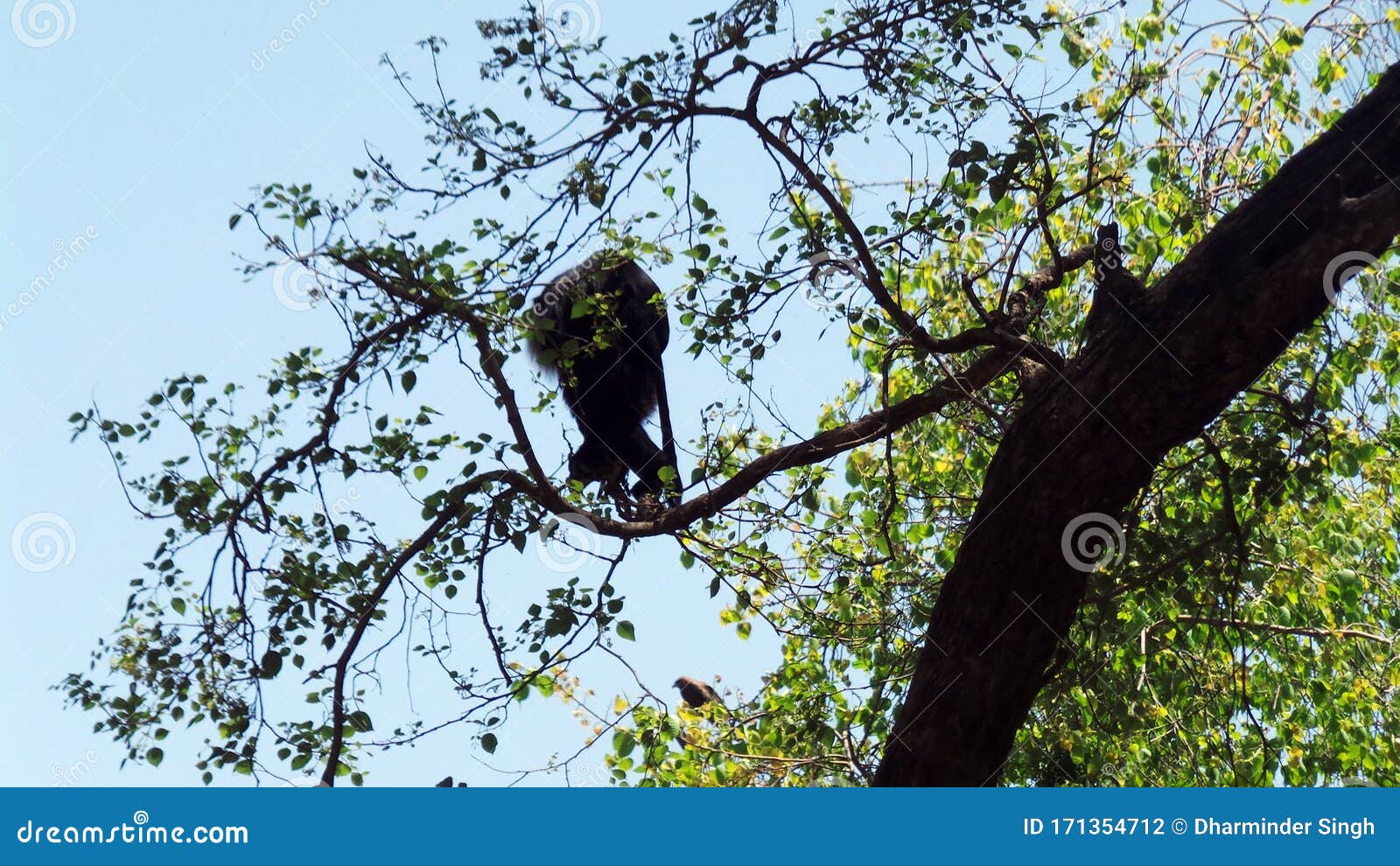 Langoor Stock Photos - Download 210 Royalty Free Photos