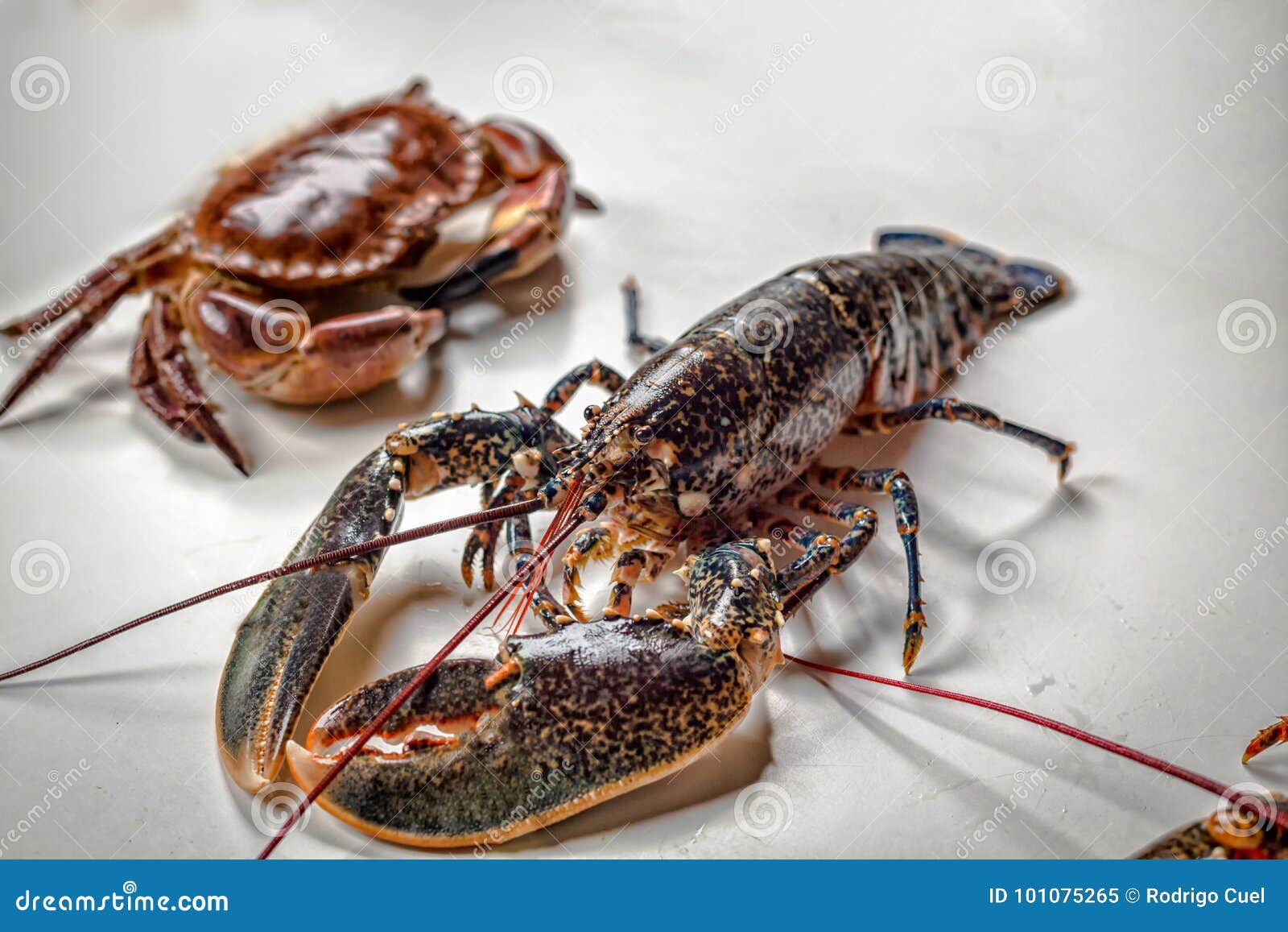 Langosta azul imagen de archivo. Imagen de cena, animal - 101075265