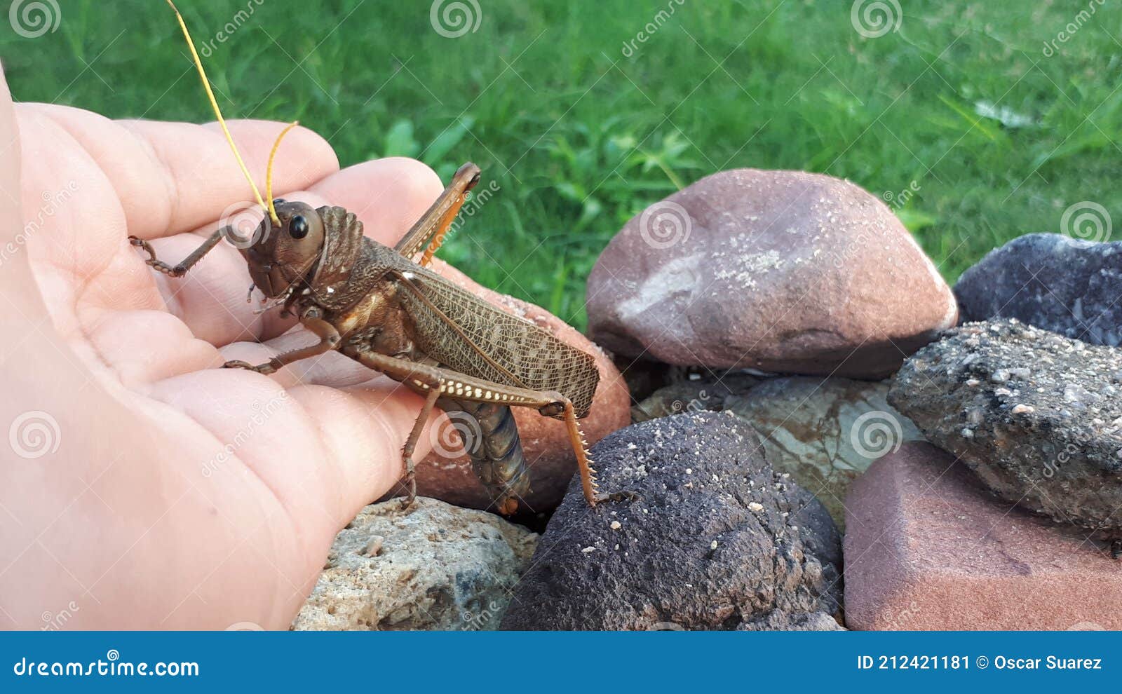 Langosta De Insecto En Mano. Este Insecto Es Amigable Imagen de archivo ...