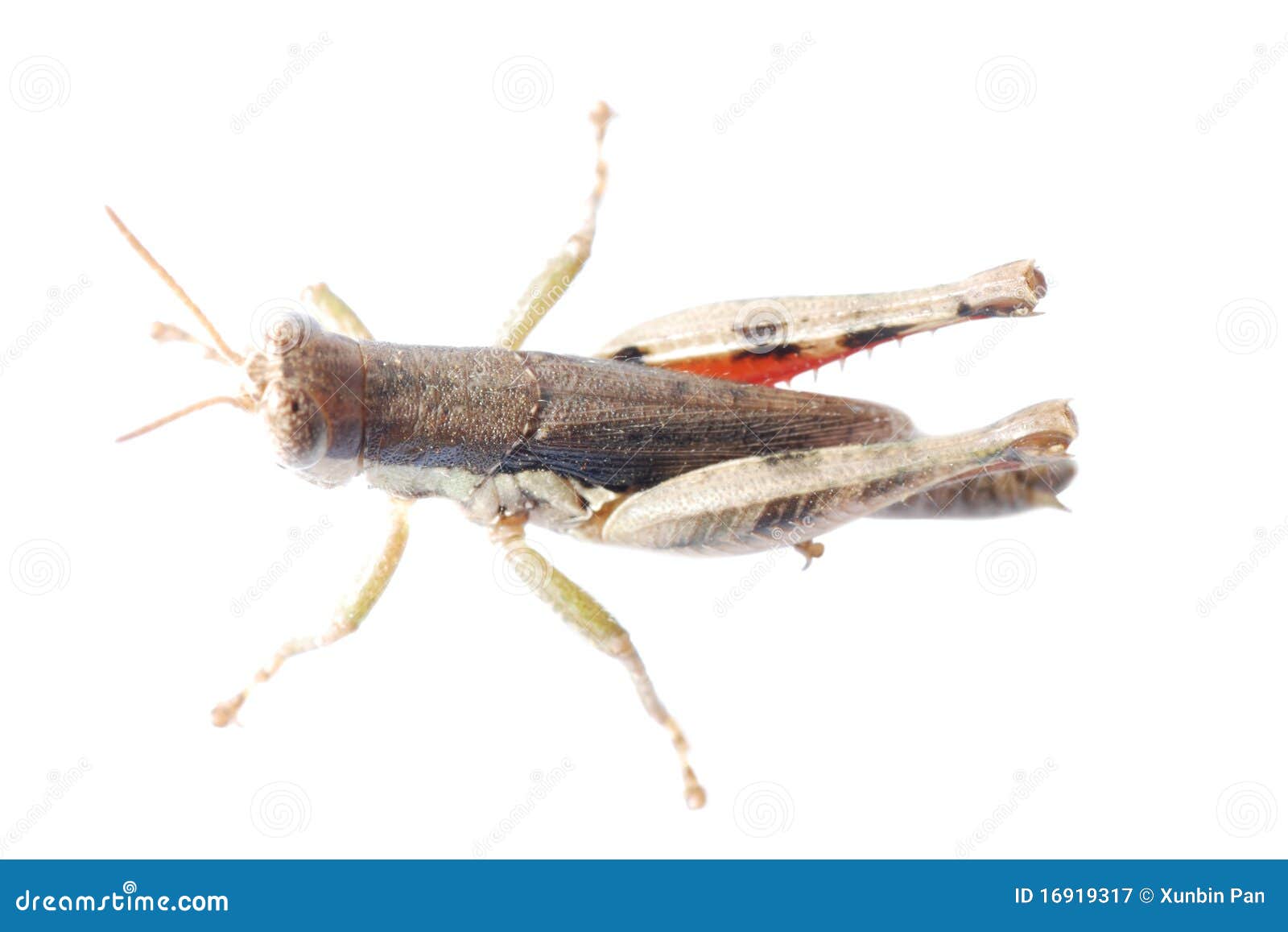 Langosta Del Insecto Del Parásito Imagen de archivo - Imagen de vivo ...