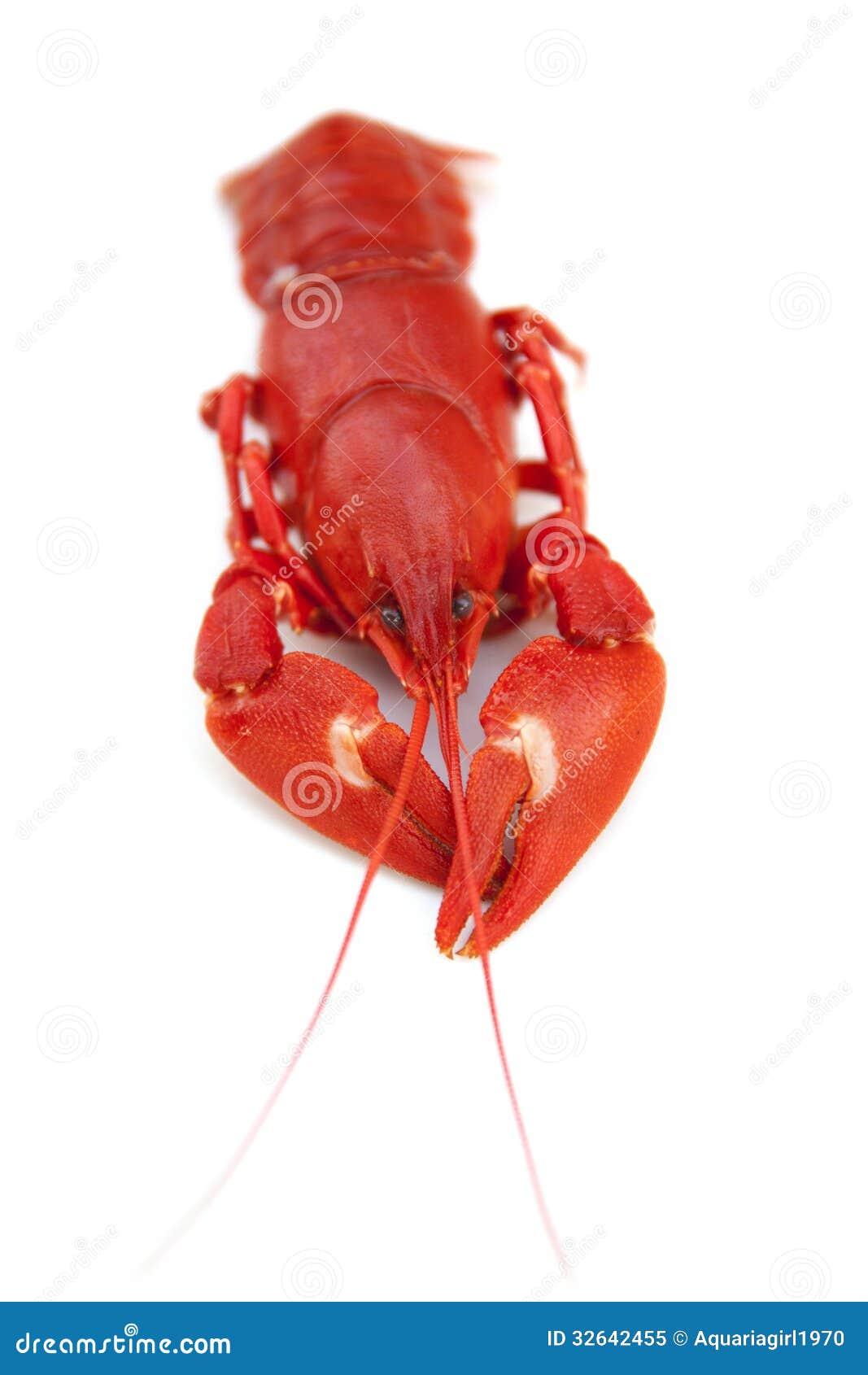 Langosta del río imagen de archivo. Imagen de color, almuerzo - 32642455