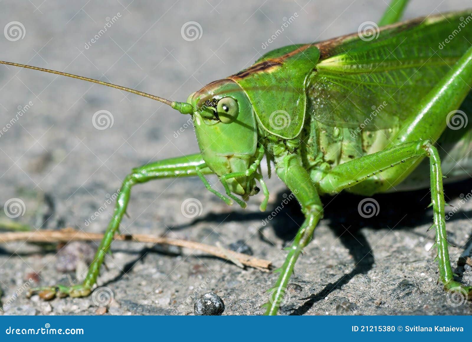 Langosta Verde En La Tierra Foto de archivo - Imagen de verde, feeler ...