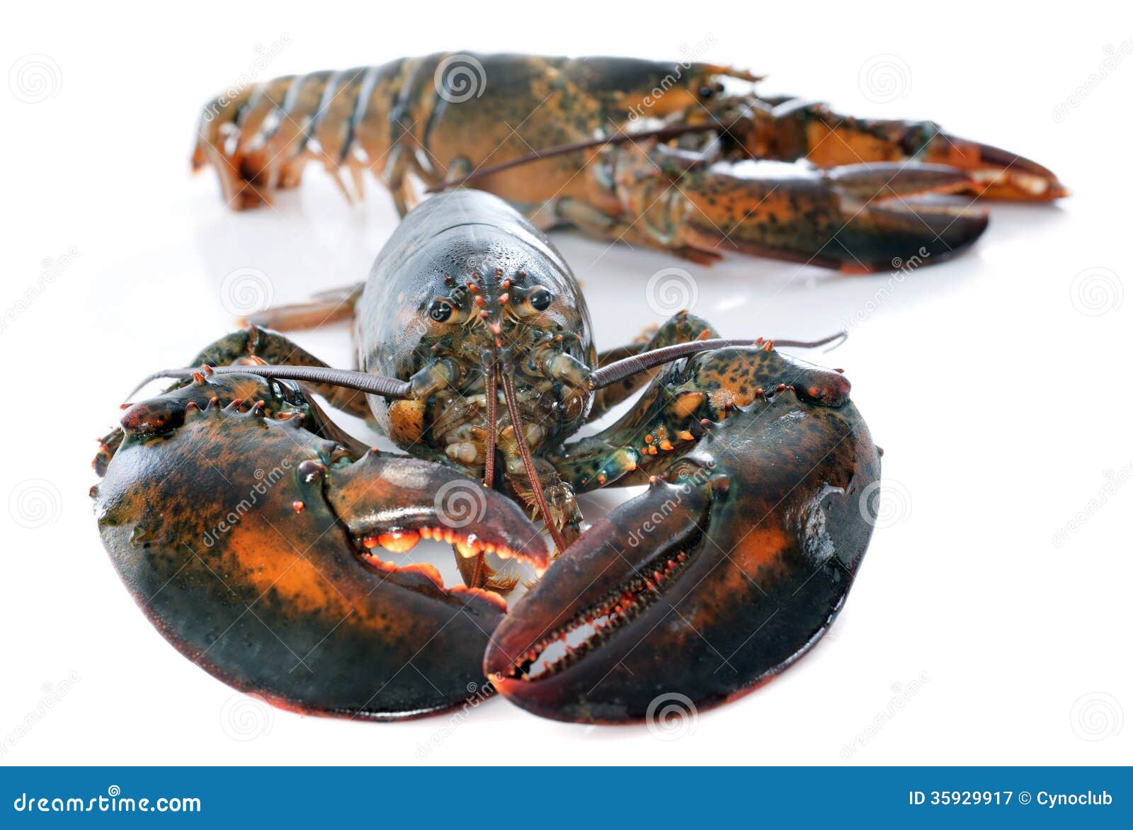 Langostas imagen de archivo. Imagen de cena, vivo, langosta - 35929917