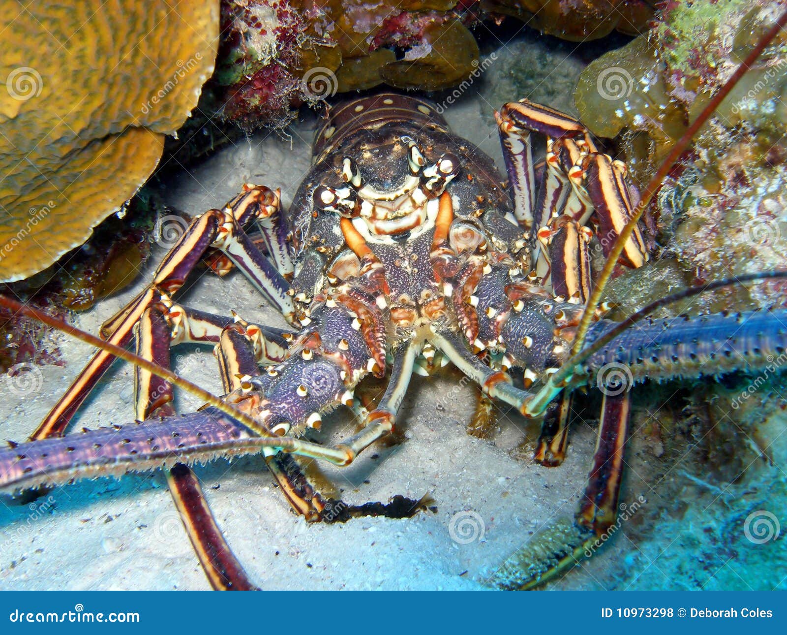 Langouste photo stock. Image du océan, grand, coraux - 10973298