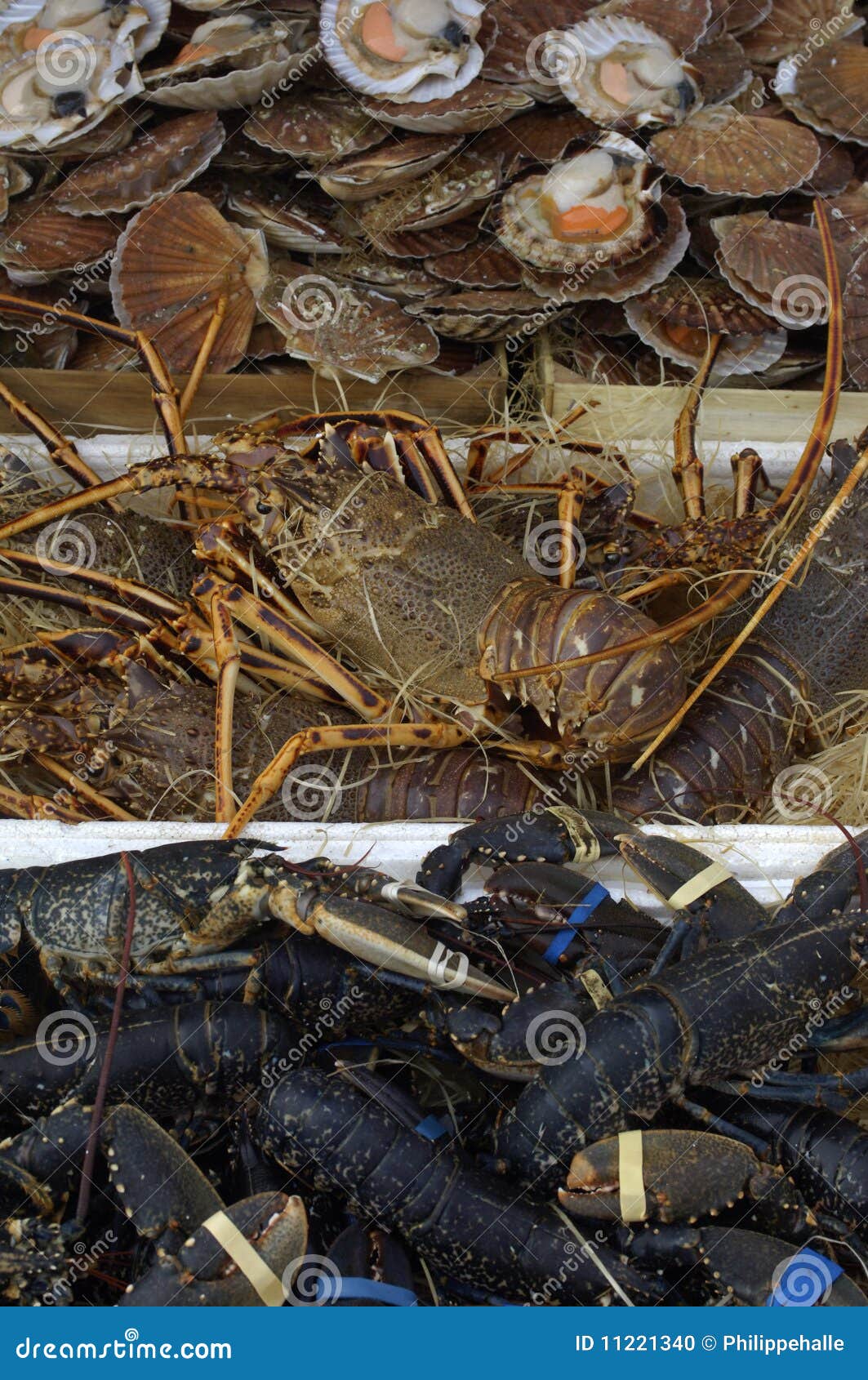 Langouste stock photo. Image of vitamin, langouste, fish - 11221340