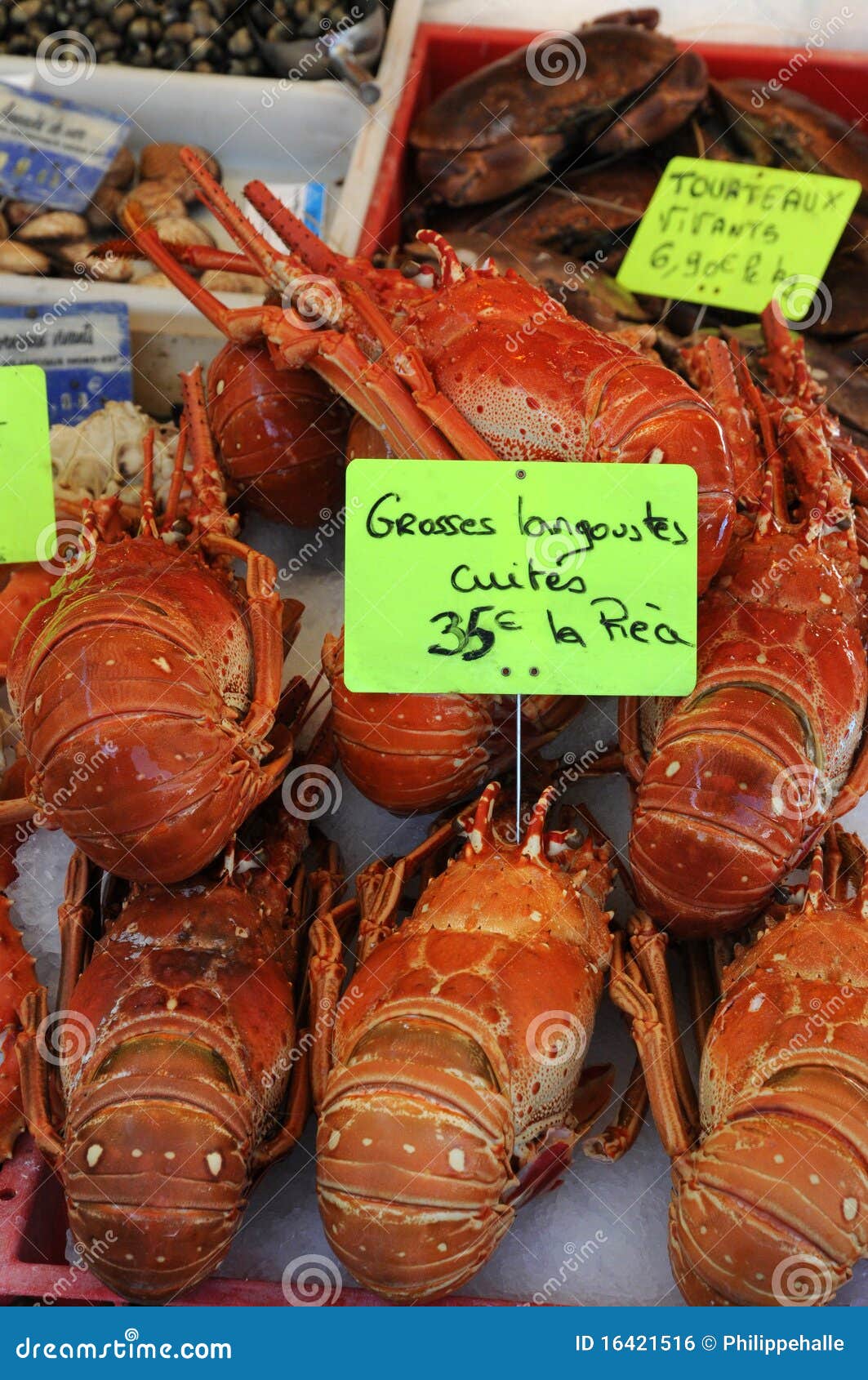 Langouste stock photo. Image of culinary, scampi, langouste - 16421516