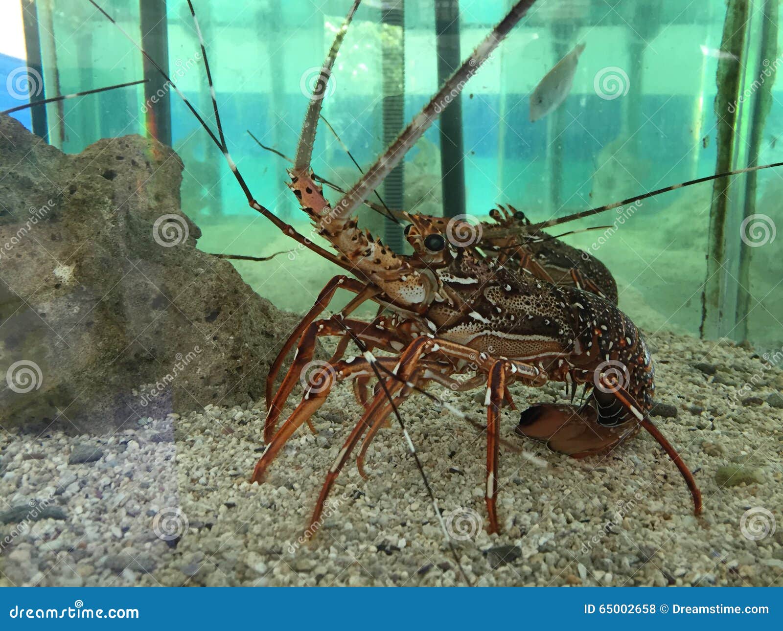 Langouste aquarium stock photo. Image of aquarium, ocean - 65002658