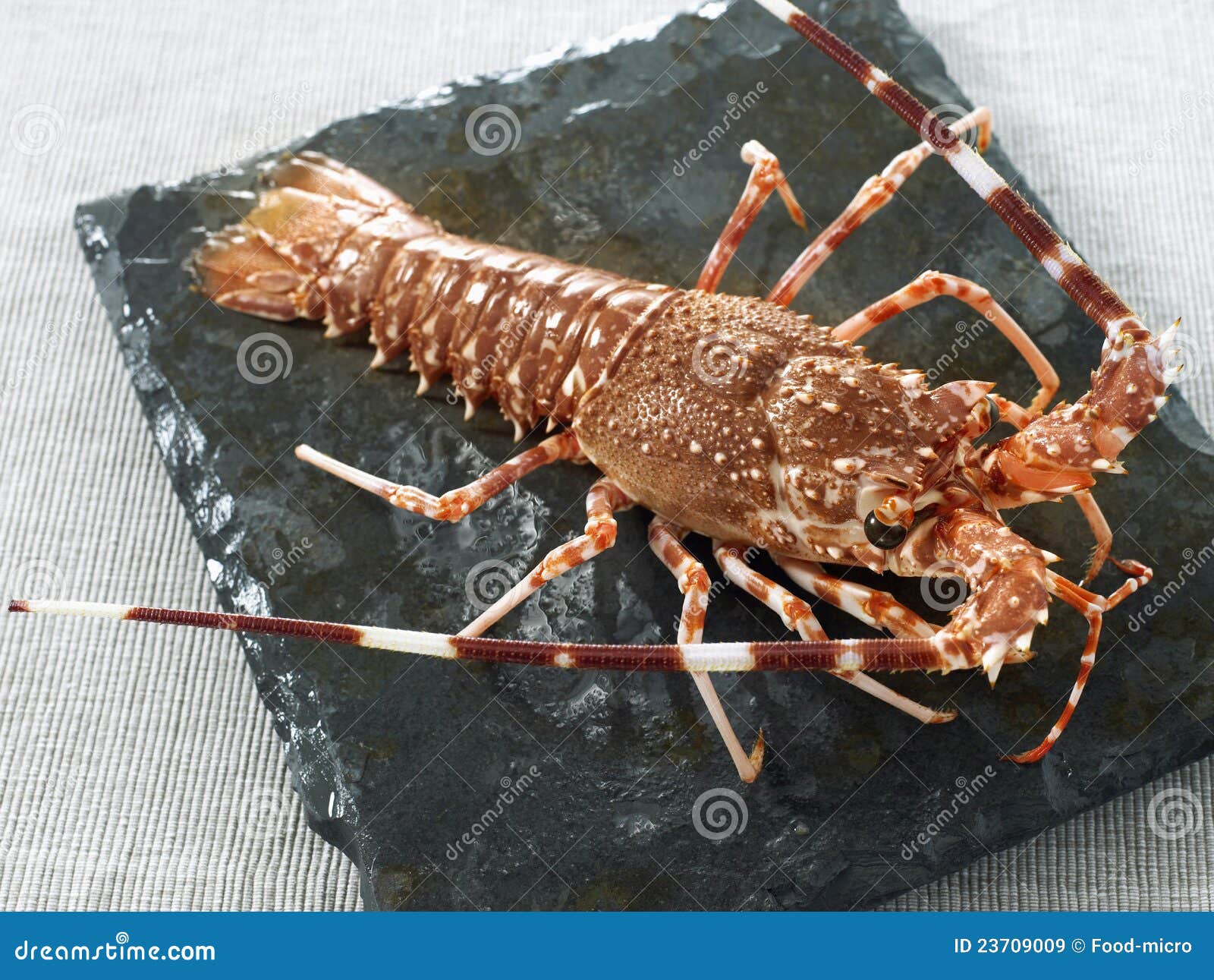 Langouste Entière Images libres de droits - Image: 23709009