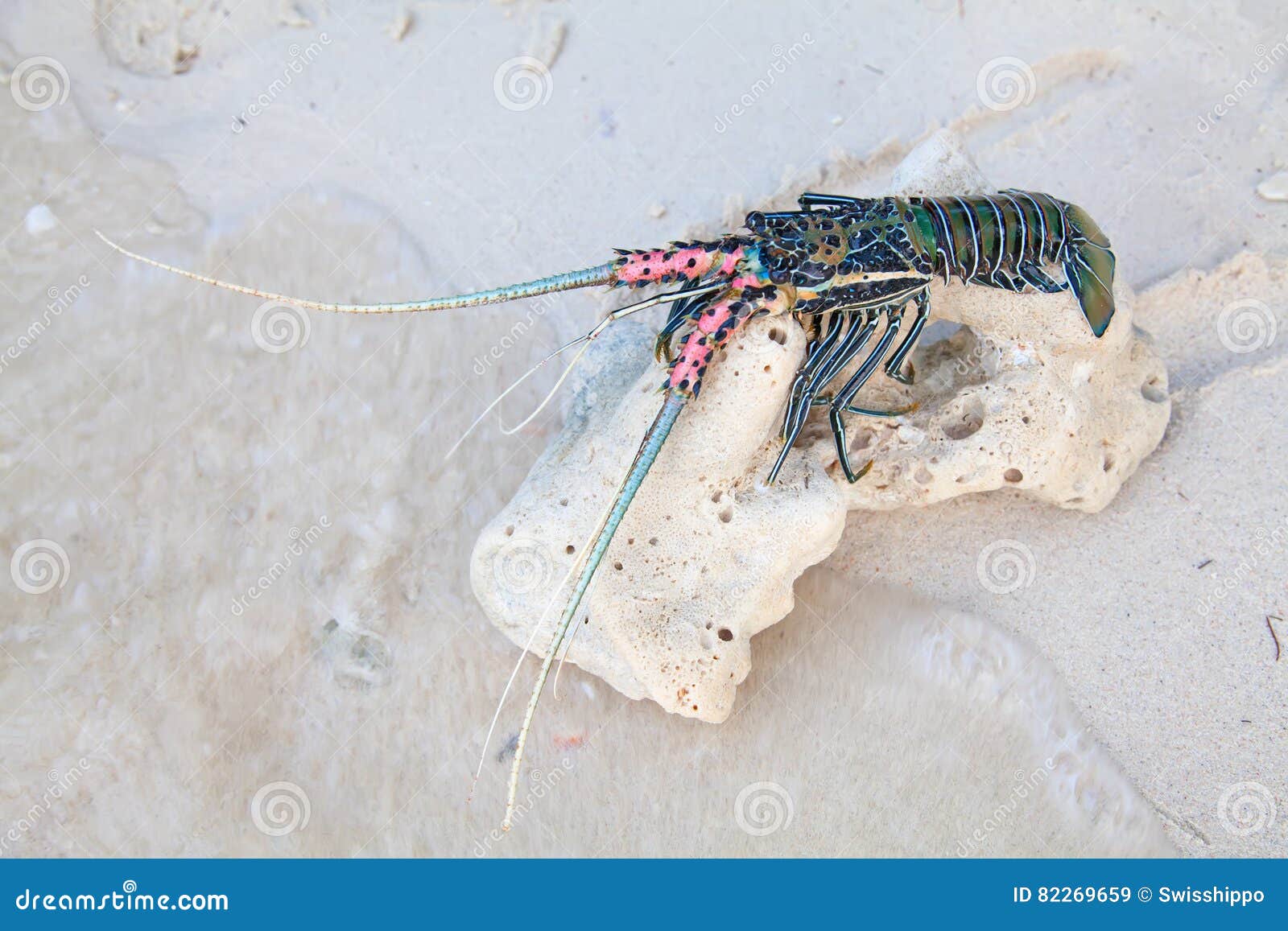 Langouste stock image. Image of ocean, crab, crustacean - 82269659