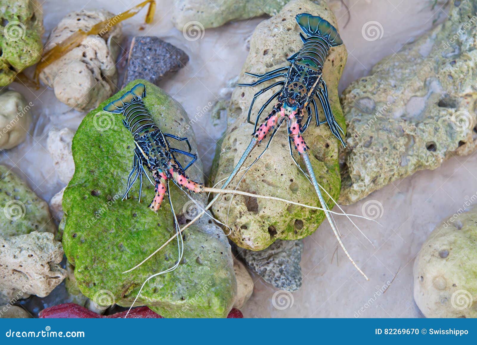 Langouste stock photo. Image of caught, crawfish, fish - 82269670