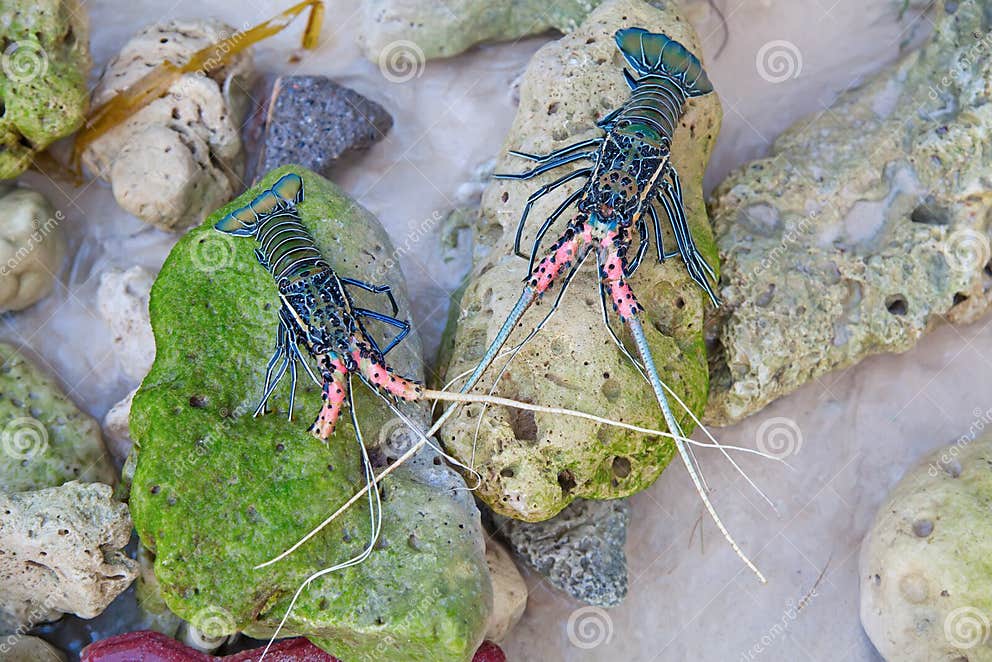 Langouste stock photo. Image of caught, crawfish, fish - 82269670