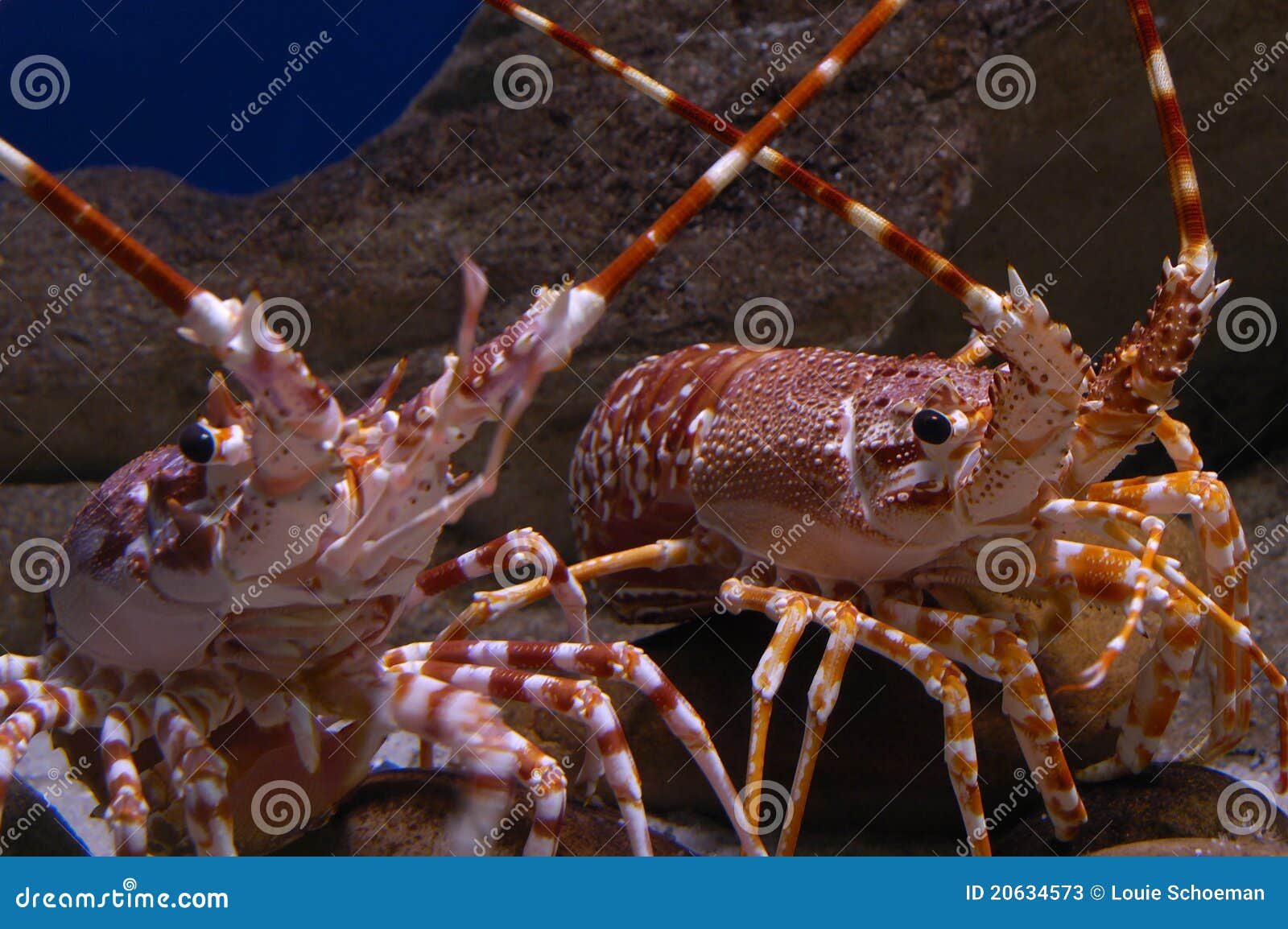 Langoustes image stock. Image du crustacéen, animal, langoustine - 20634573