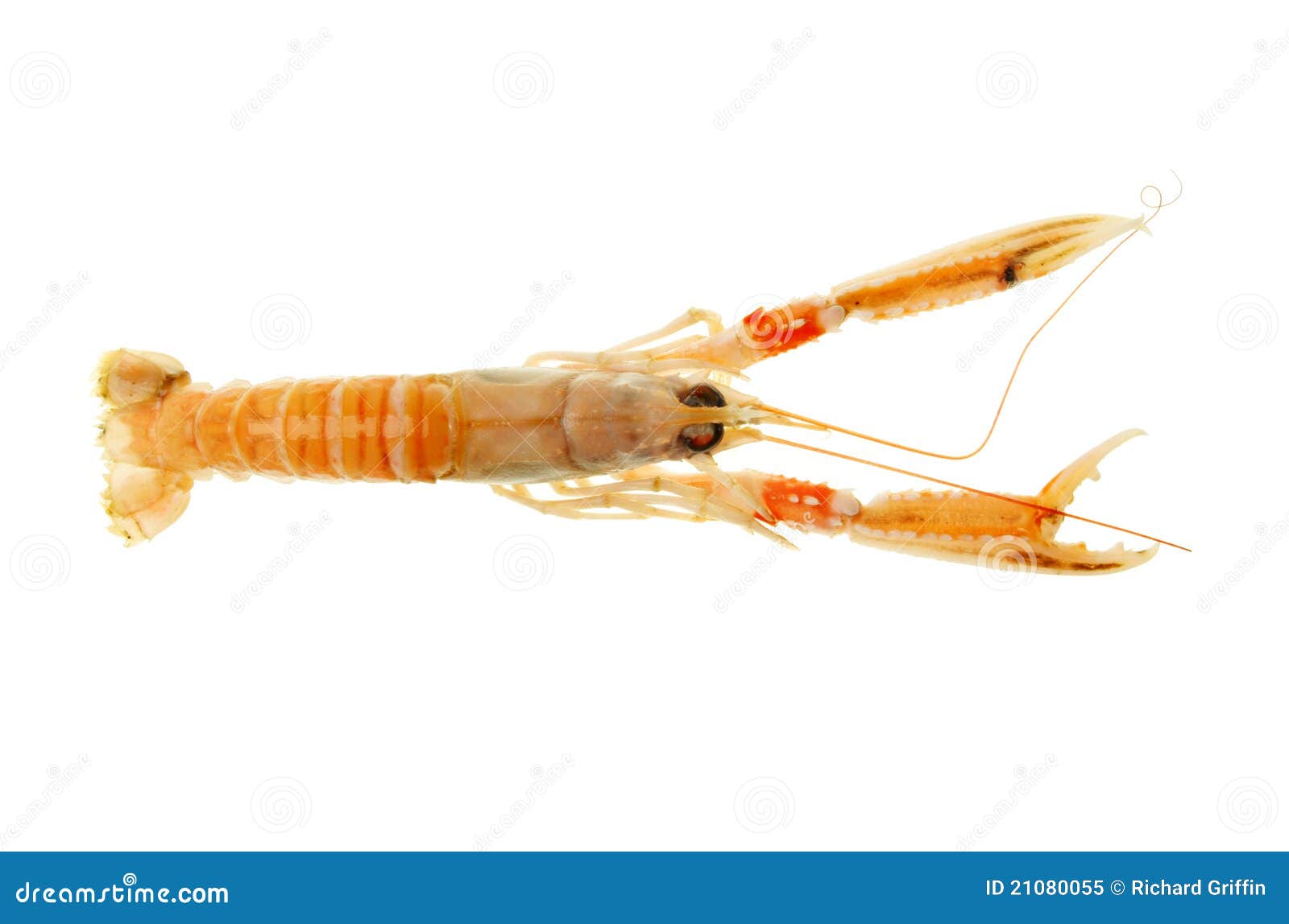 Langoustine stock image. Image of crustacean, prawn, lobster - 21080055