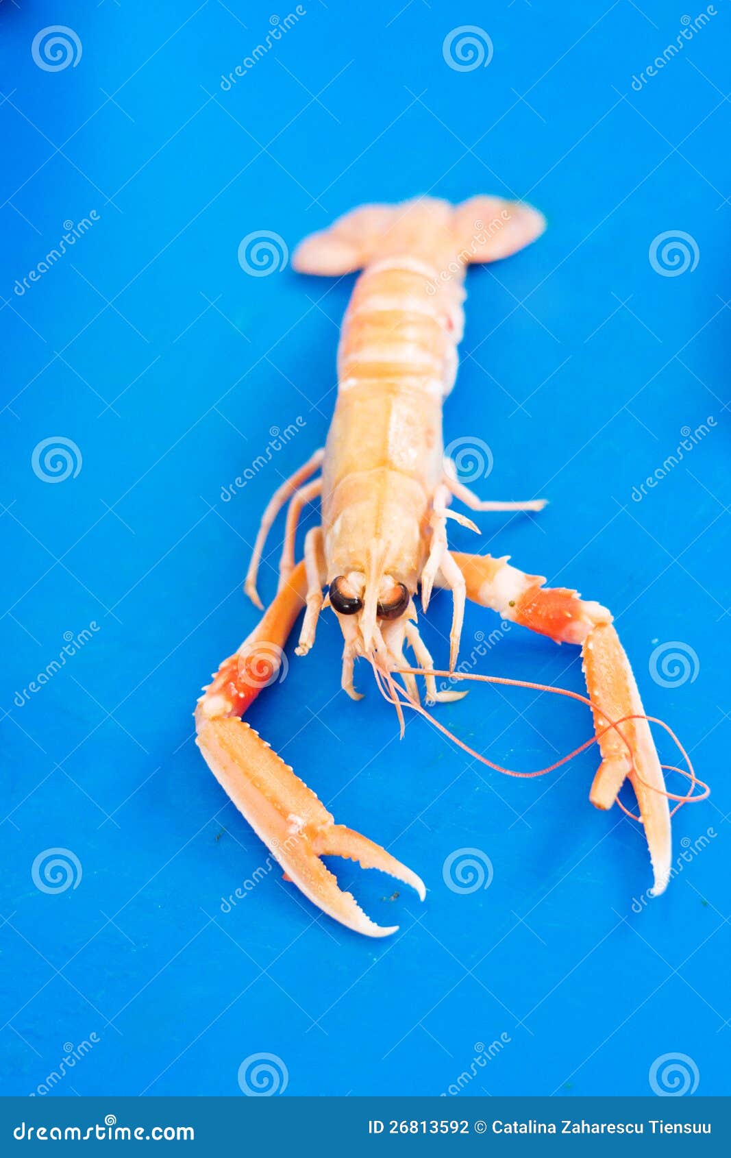 Langoustine stock photo. Image of prawn, norvegicusnorway - 26813592