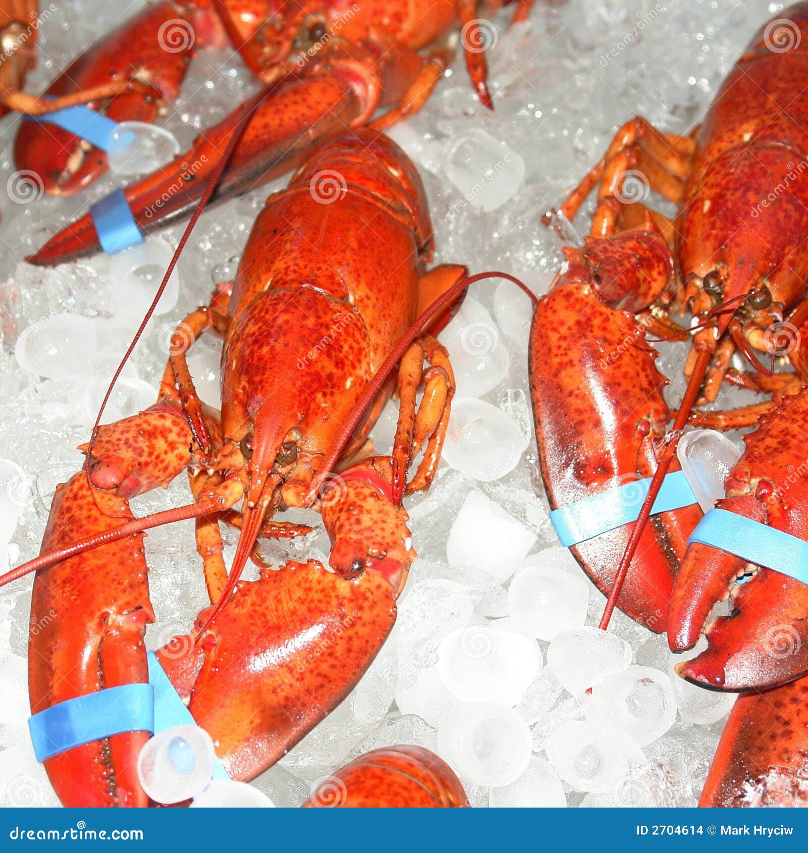 Langoustine photo stock. Image du langoustine, poissons - 2704614